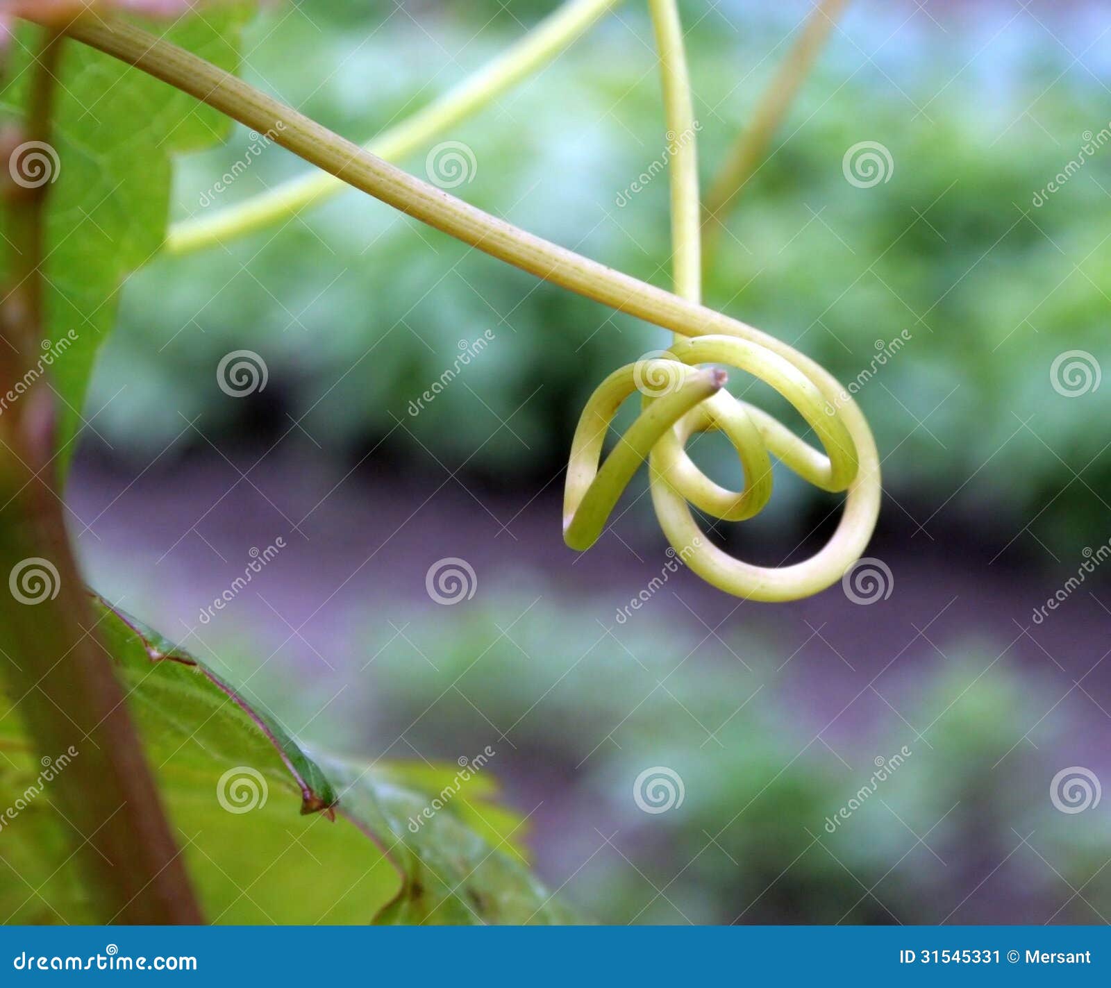 Tendril stock image. Image of natural, nature, tendril - 31545331