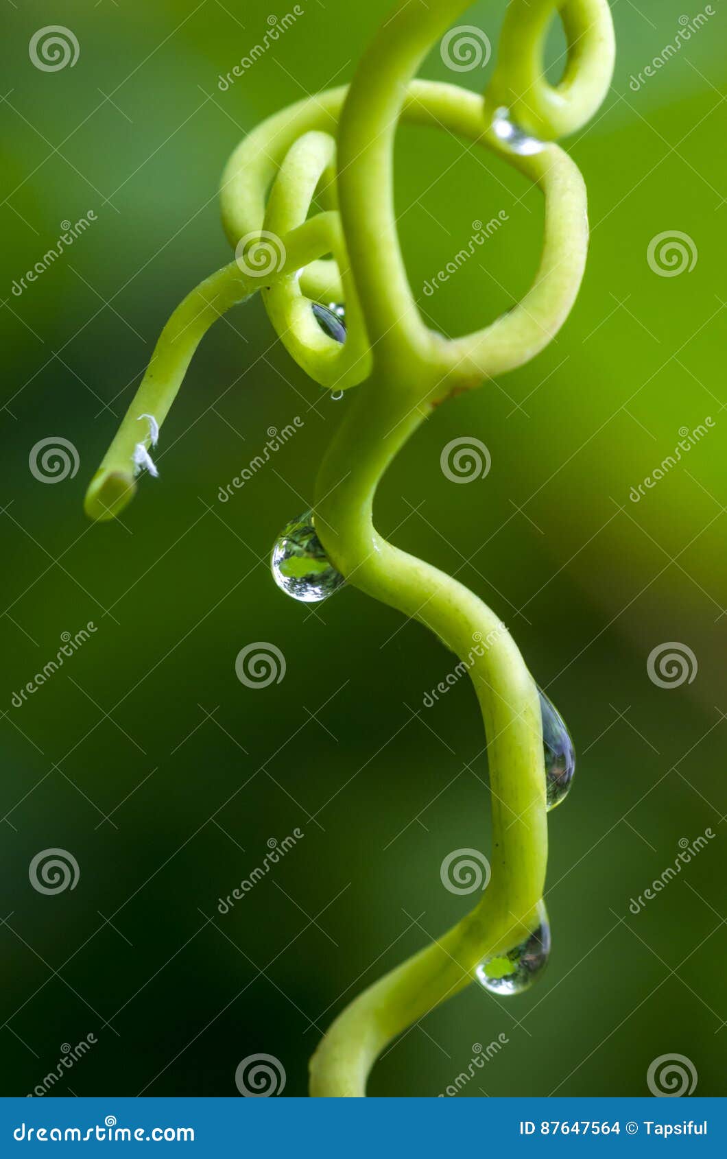Tendril of grape stock photo. Image of cirrus, background - 87647564