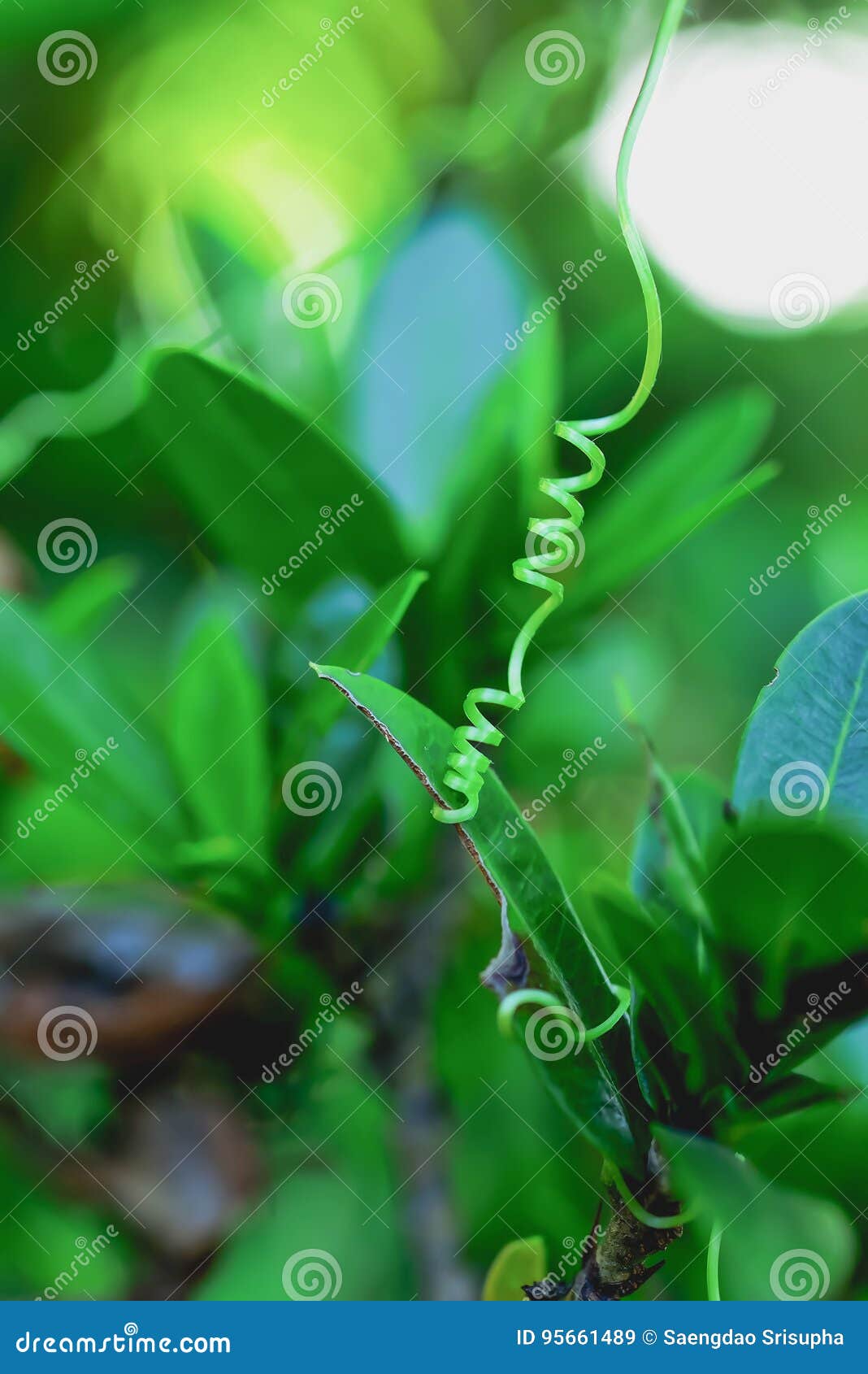 Tendril stock image. Image of gardening, macro, close - 95661489