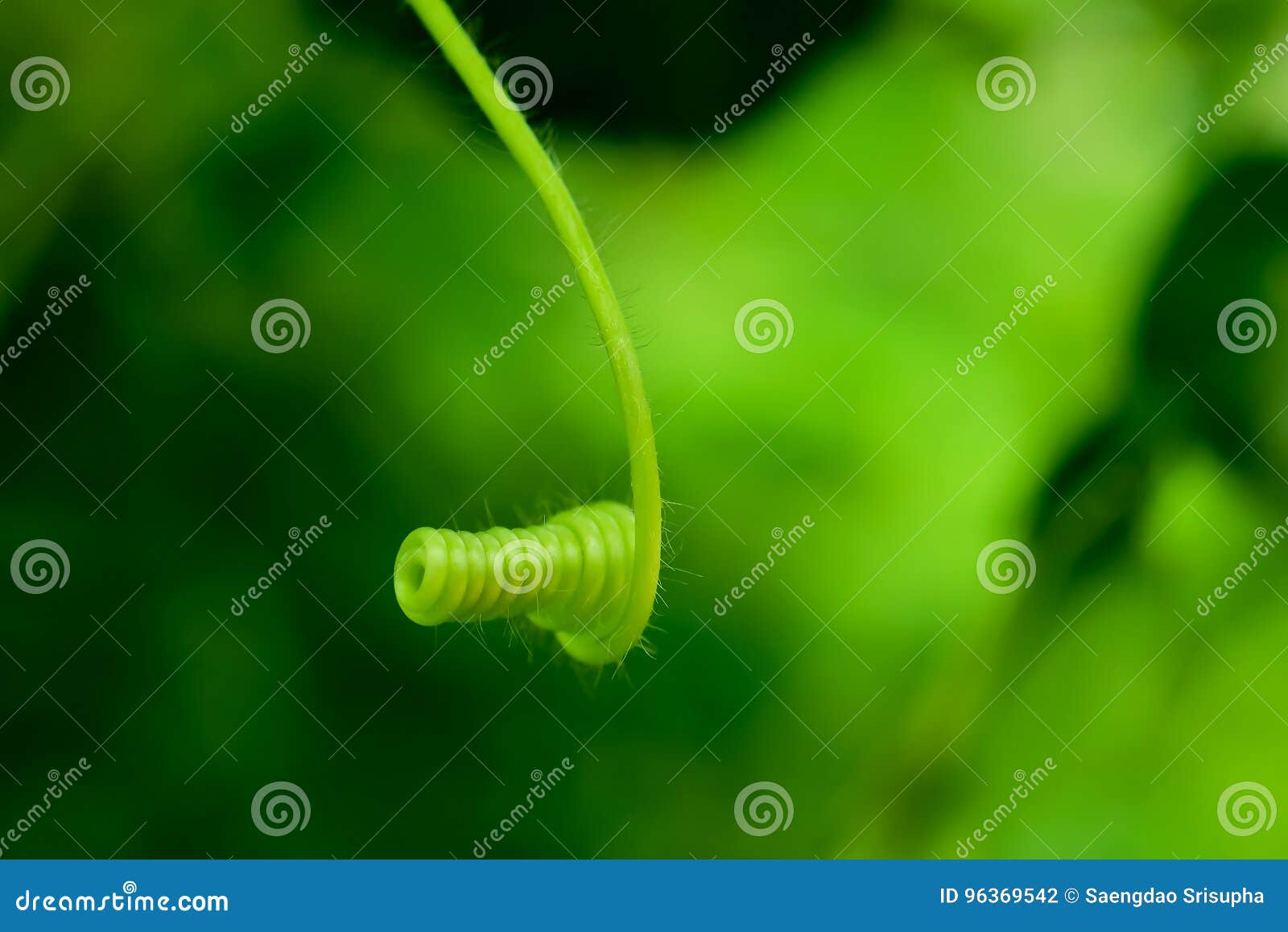 Tendril stock photo. Image of agriculture, foliage, cucumber - 96369542