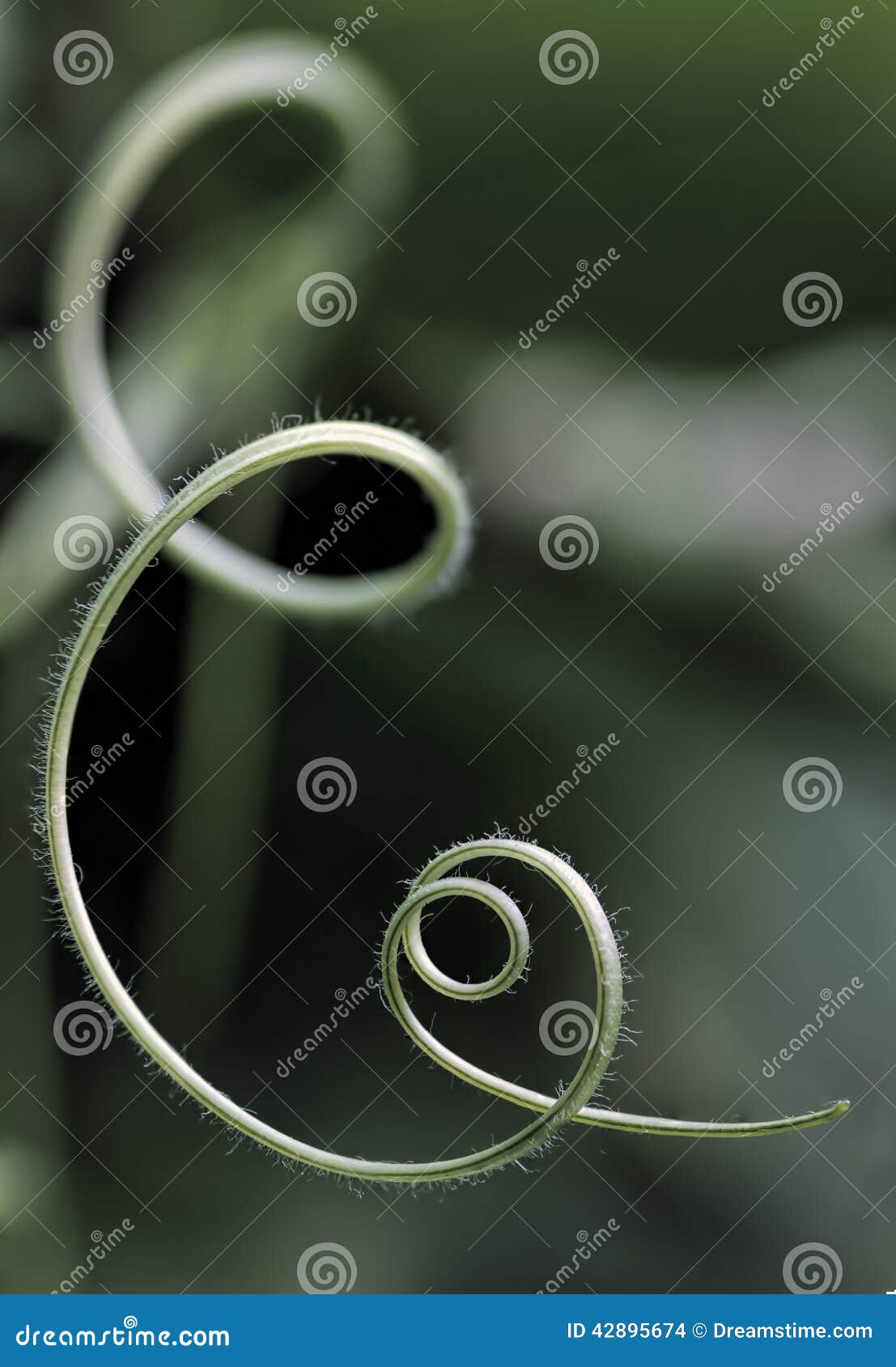 Tendril stock photo. Image of shot, closeup, tendril - 42895674
