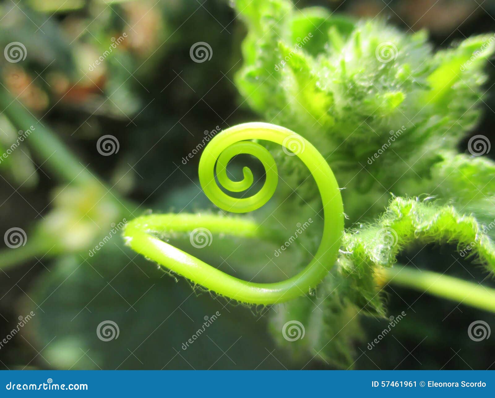 Tendril stock image. Image of nature, vegetables, cucumber - 57461961