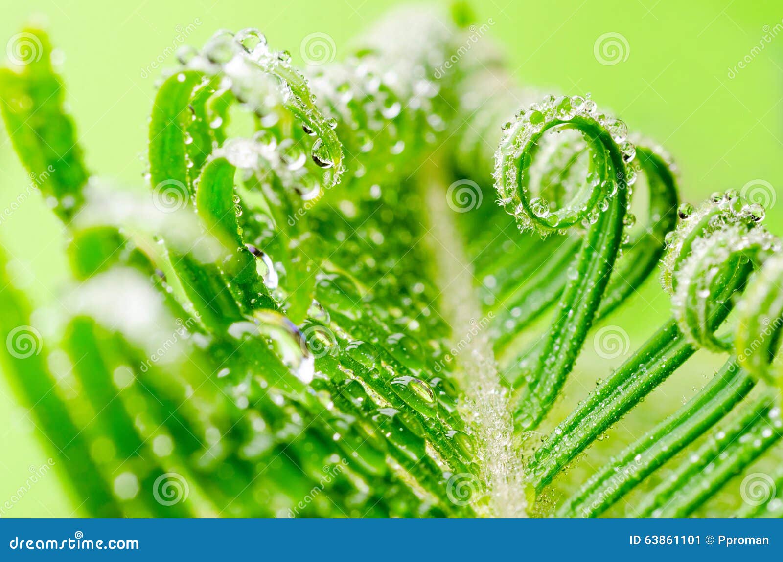 Tendril of plant stock image. Image of liquid, environment - 63861101