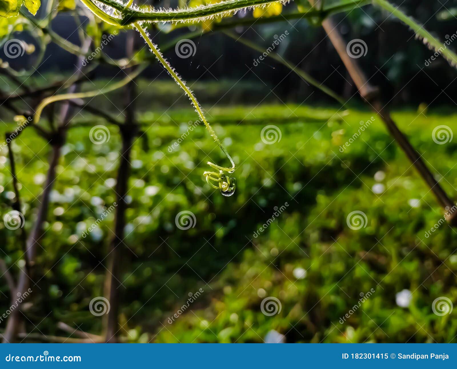 This is a Tendril, a Tendril is a Specialized Stem, Leaves or Petiole ...