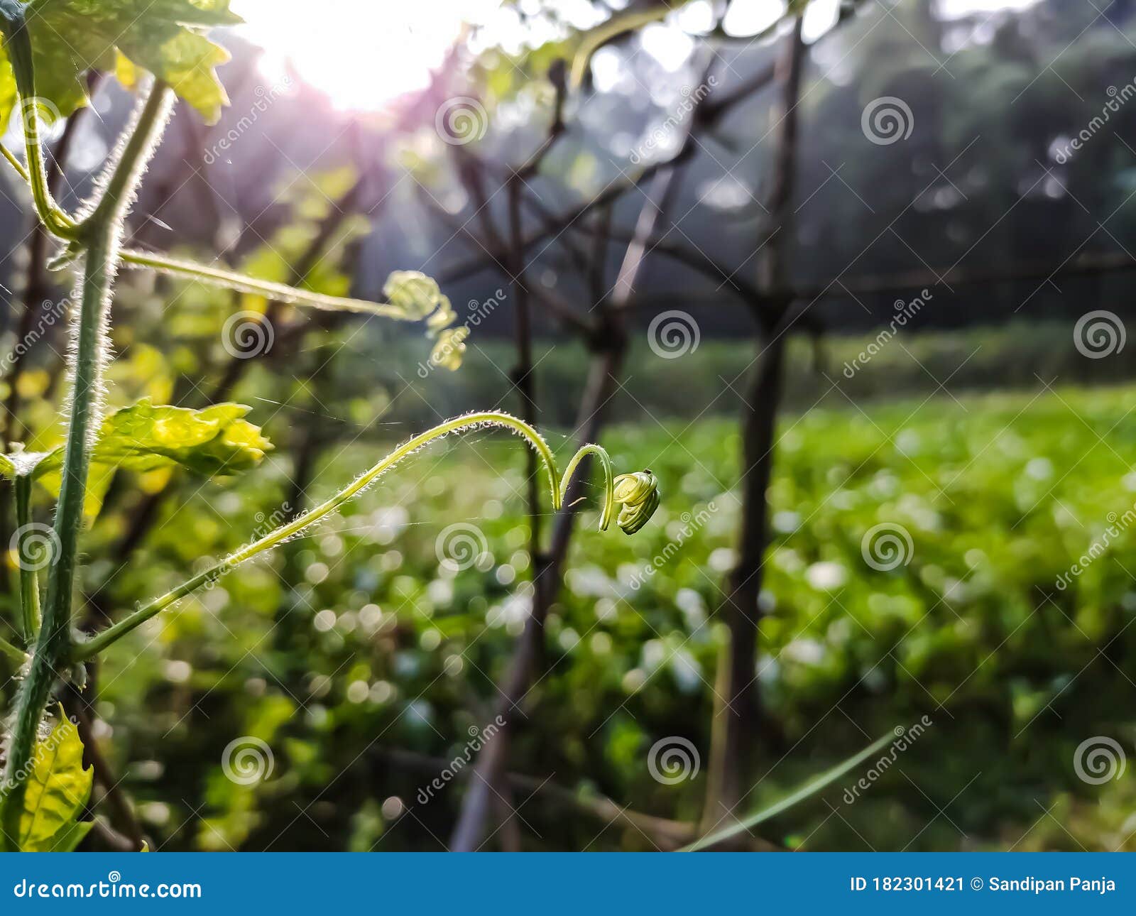 This is a Tendril, a Tendril is a Specialized Stem, Leaves or Petiole ...