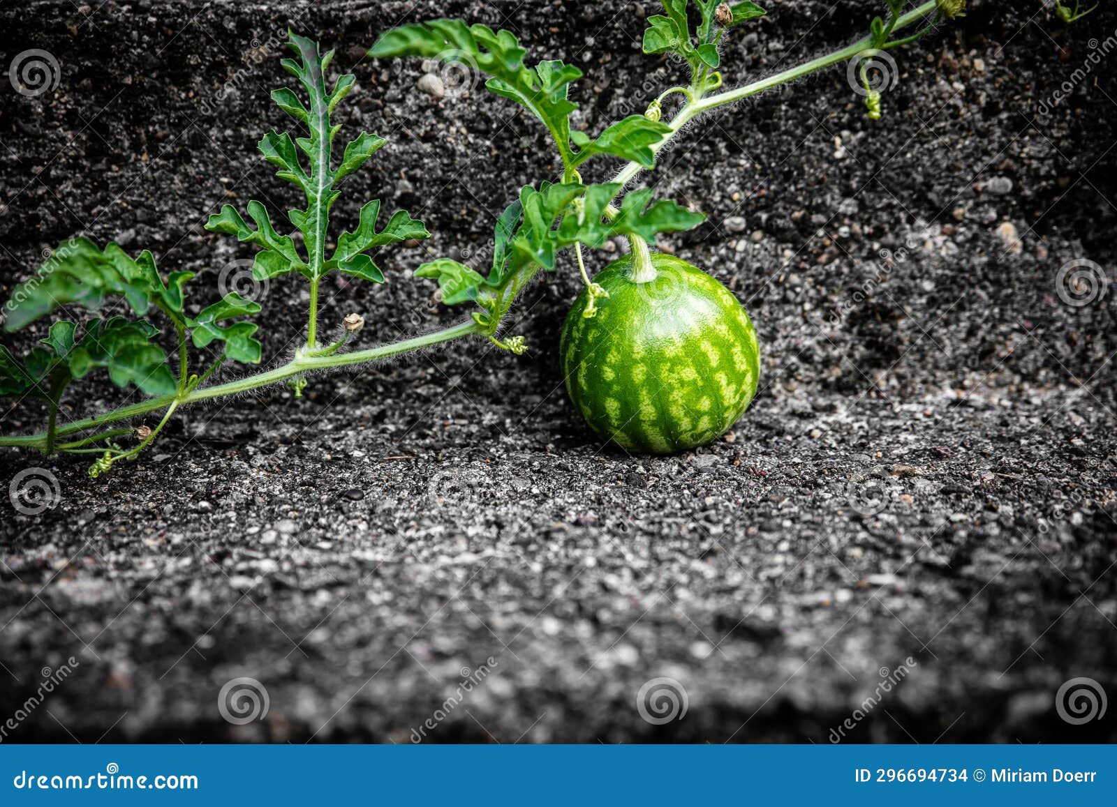 Tendril of a Young Watermelon with Small Fruit Stock Photo - Image of ...