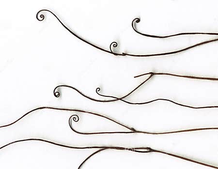 Tendrils stock photo. Image of fertile, climb, growth - 1384972