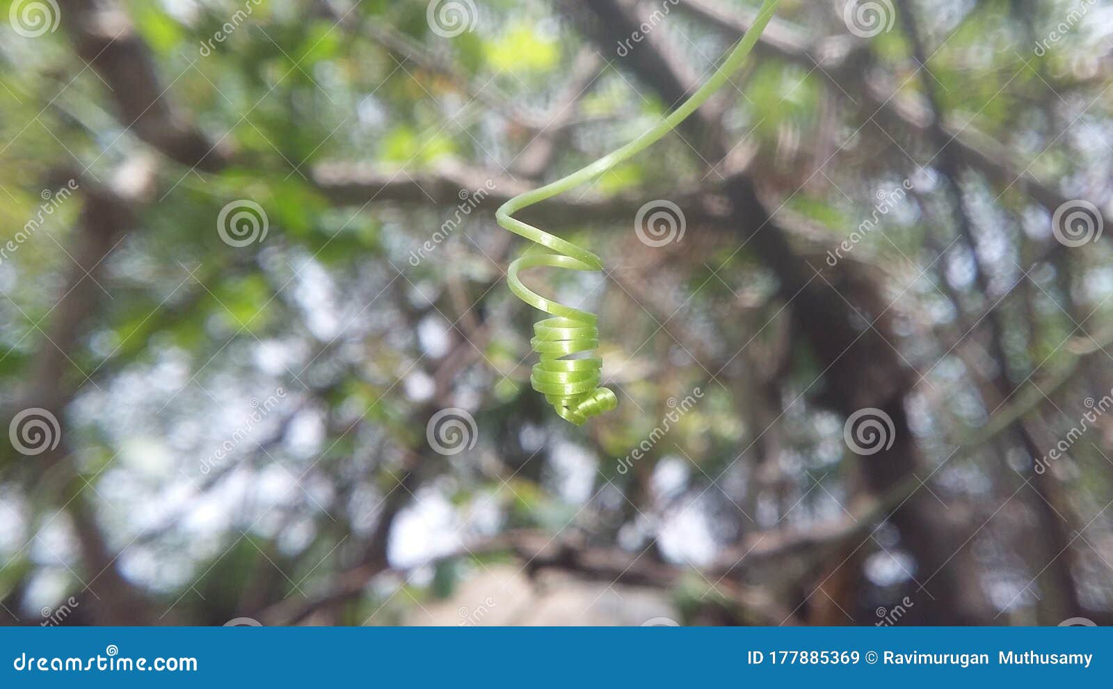 Tendrils stock image. Image of photosynthesize, threadlike - 177885369