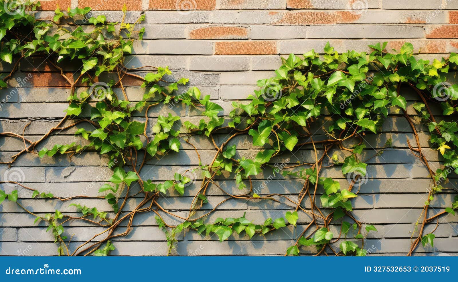 Tendrils brick wall plant stock image. Image of botanical - 327532653