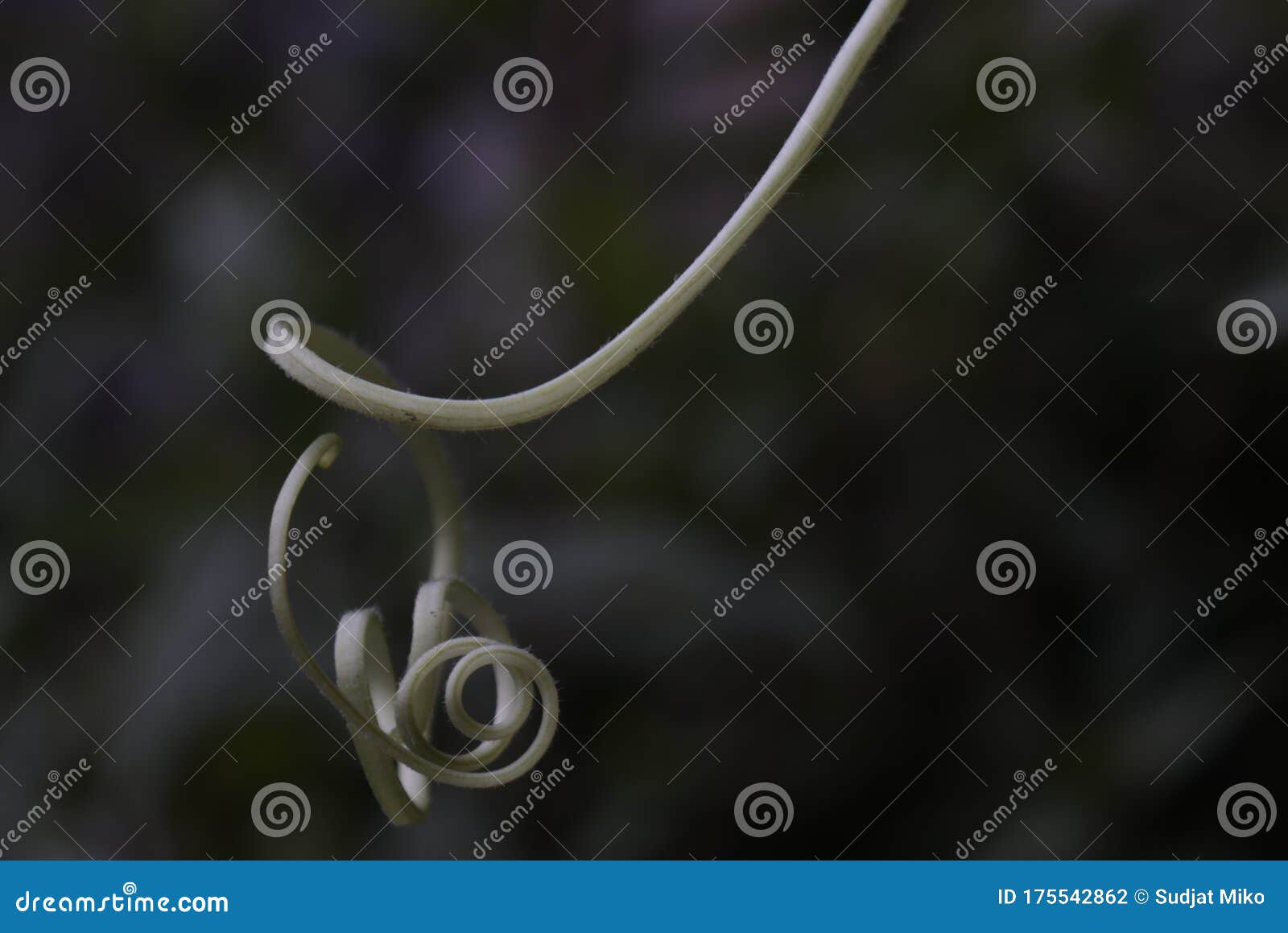 Tendrils Climbing Plants Uniquely Shaped. Stock Photo - Image of shadow ...