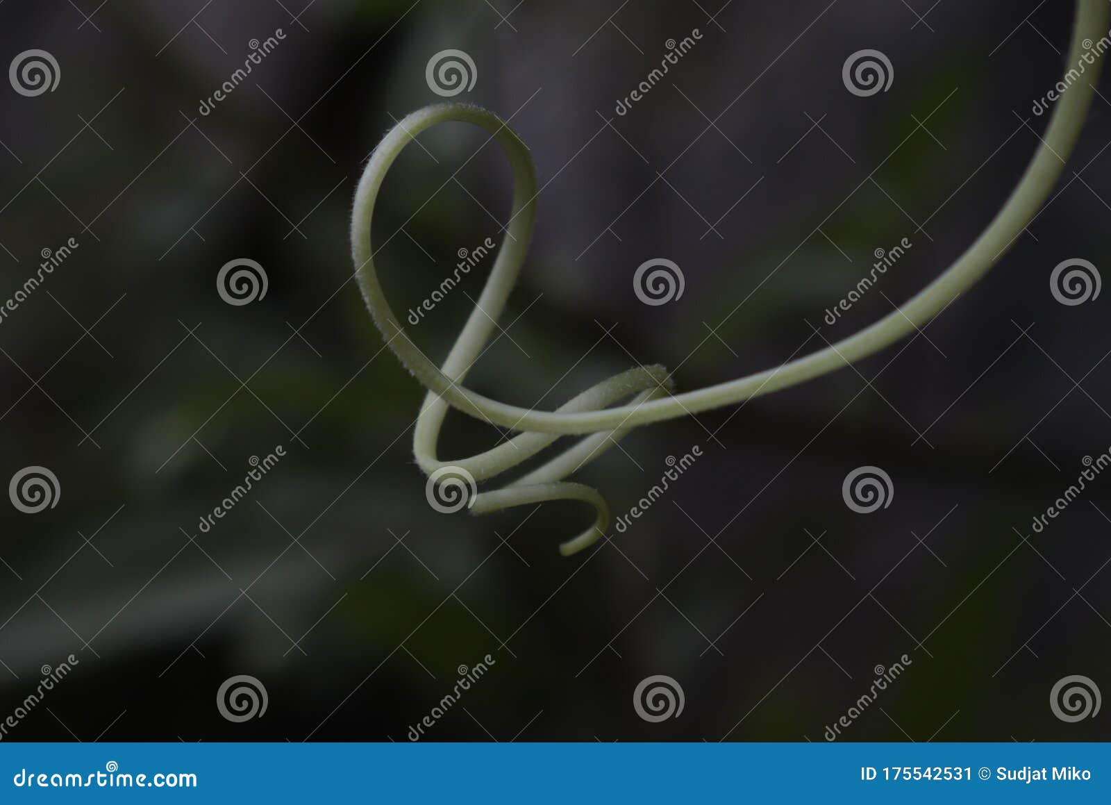 Tendrils Climbing Plants Uniquely Shaped. Stock Image - Image of yellow ...