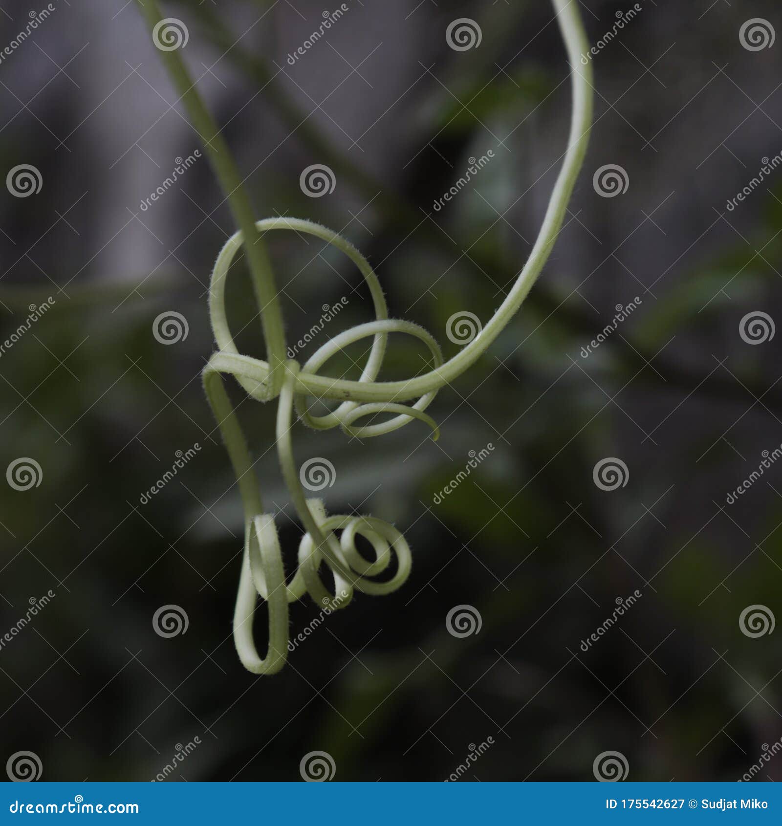 Tendrils Climbing Plants Uniquely Shaped. Stock Image - Image of ...
