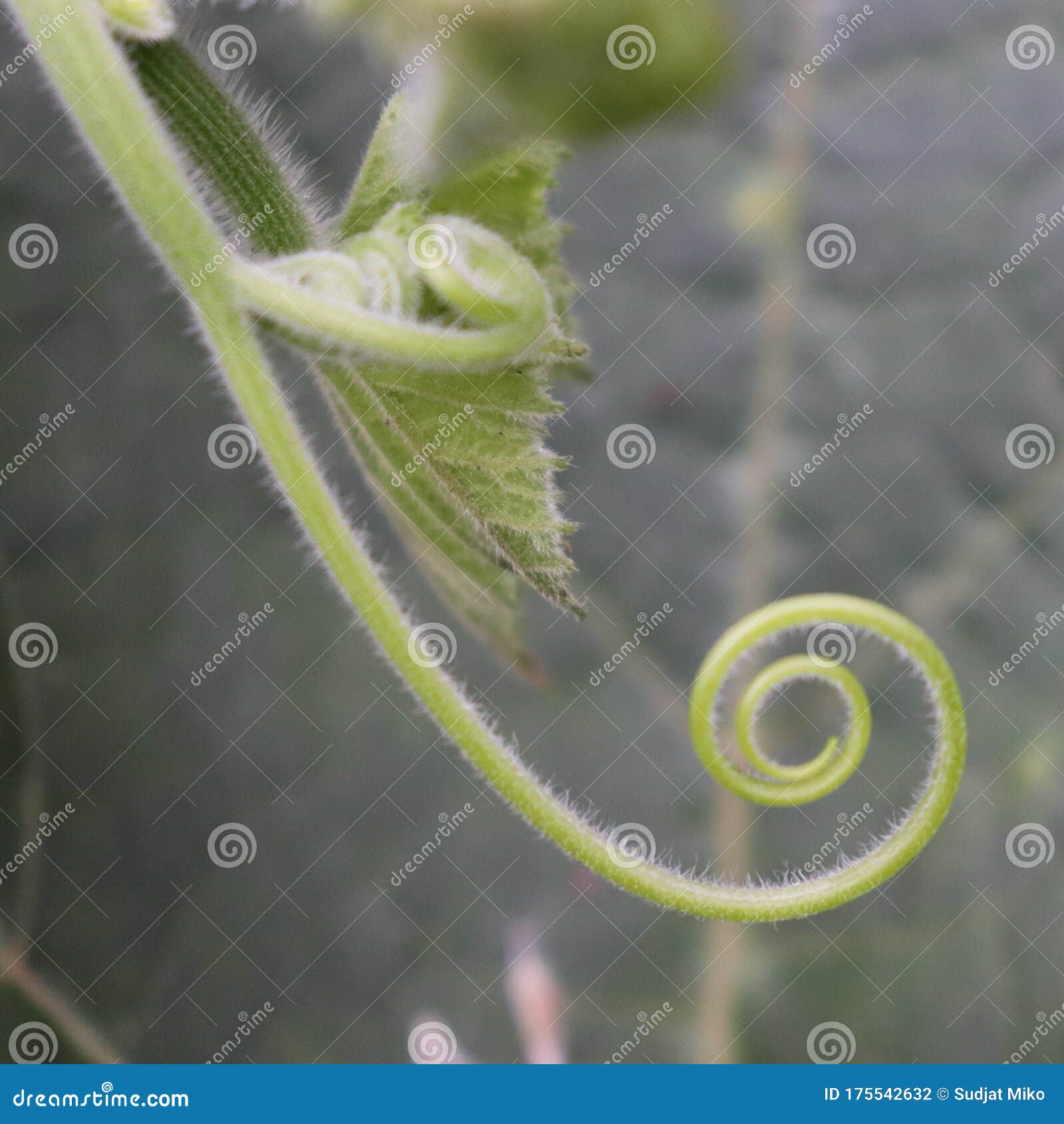 Tendrils Climbing Plants Uniquely Shaped. Stock Photo - Image of beauty ...
