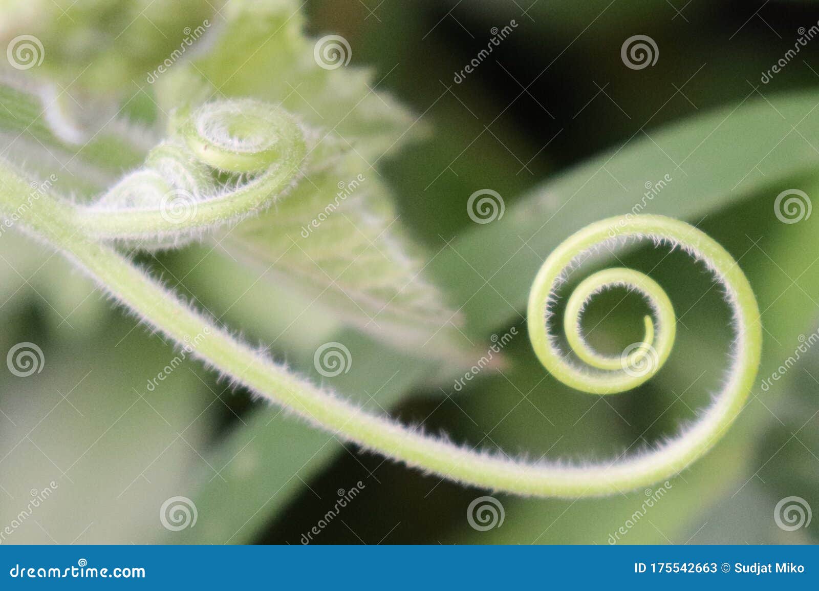 Tendrils Climbing Plants Uniquely Shaped. Stock Image - Image of ...