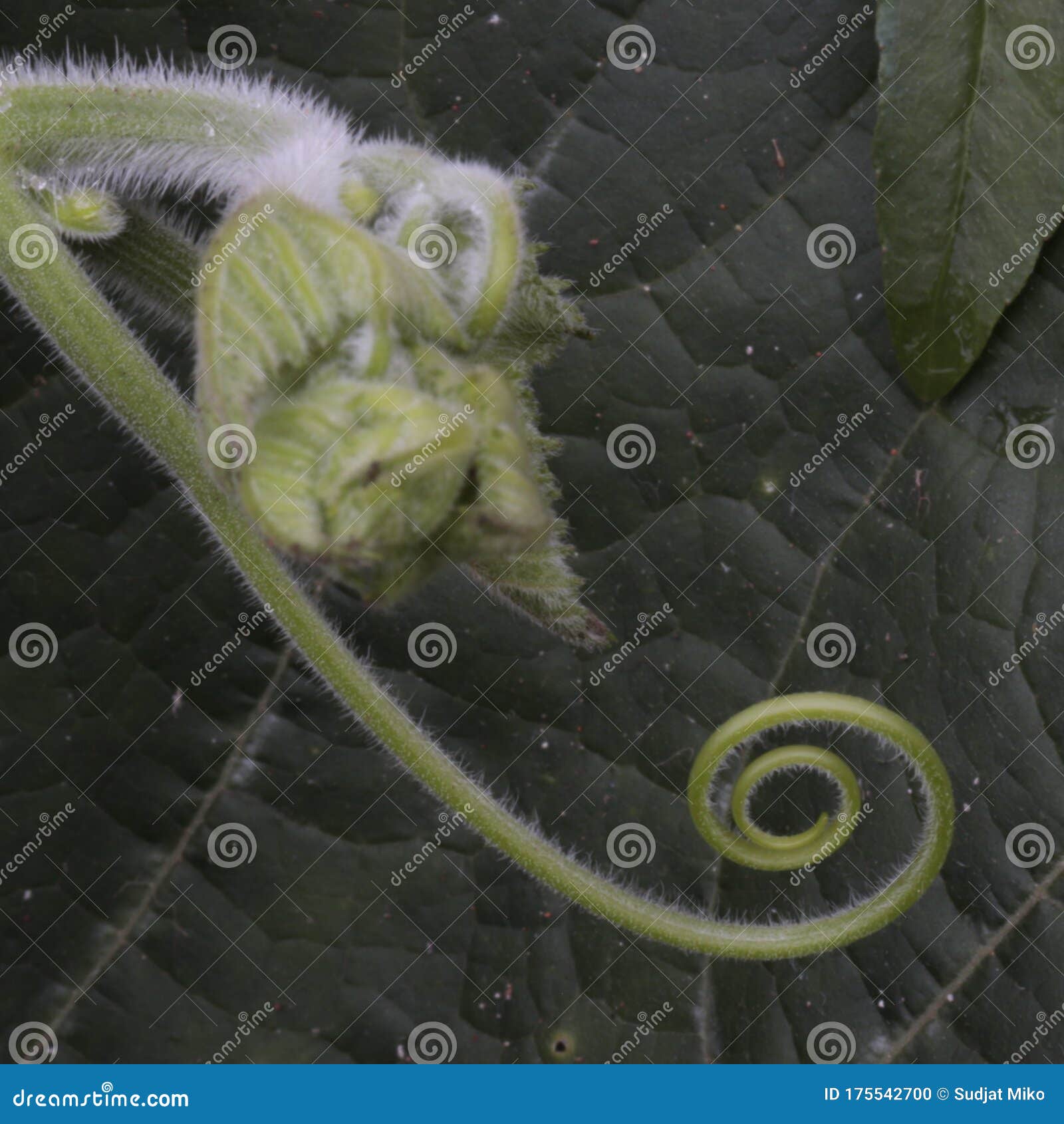 Tendrils Of Climbing Plants That Grow Wild In Nature. Stock Photography ...