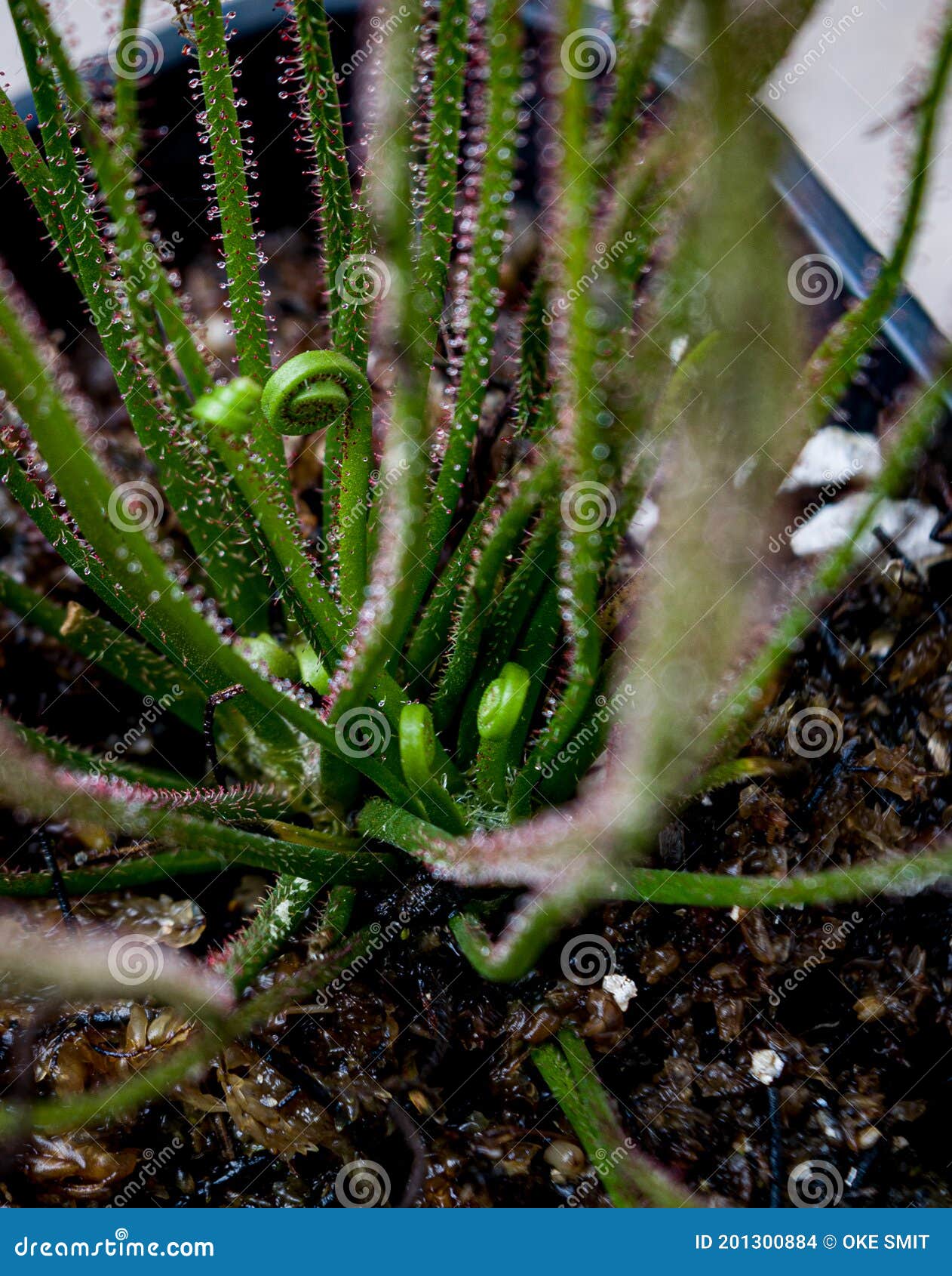 Drosera Filiformis Stock Photos - Free & Royalty-Free Stock Photos from ...
