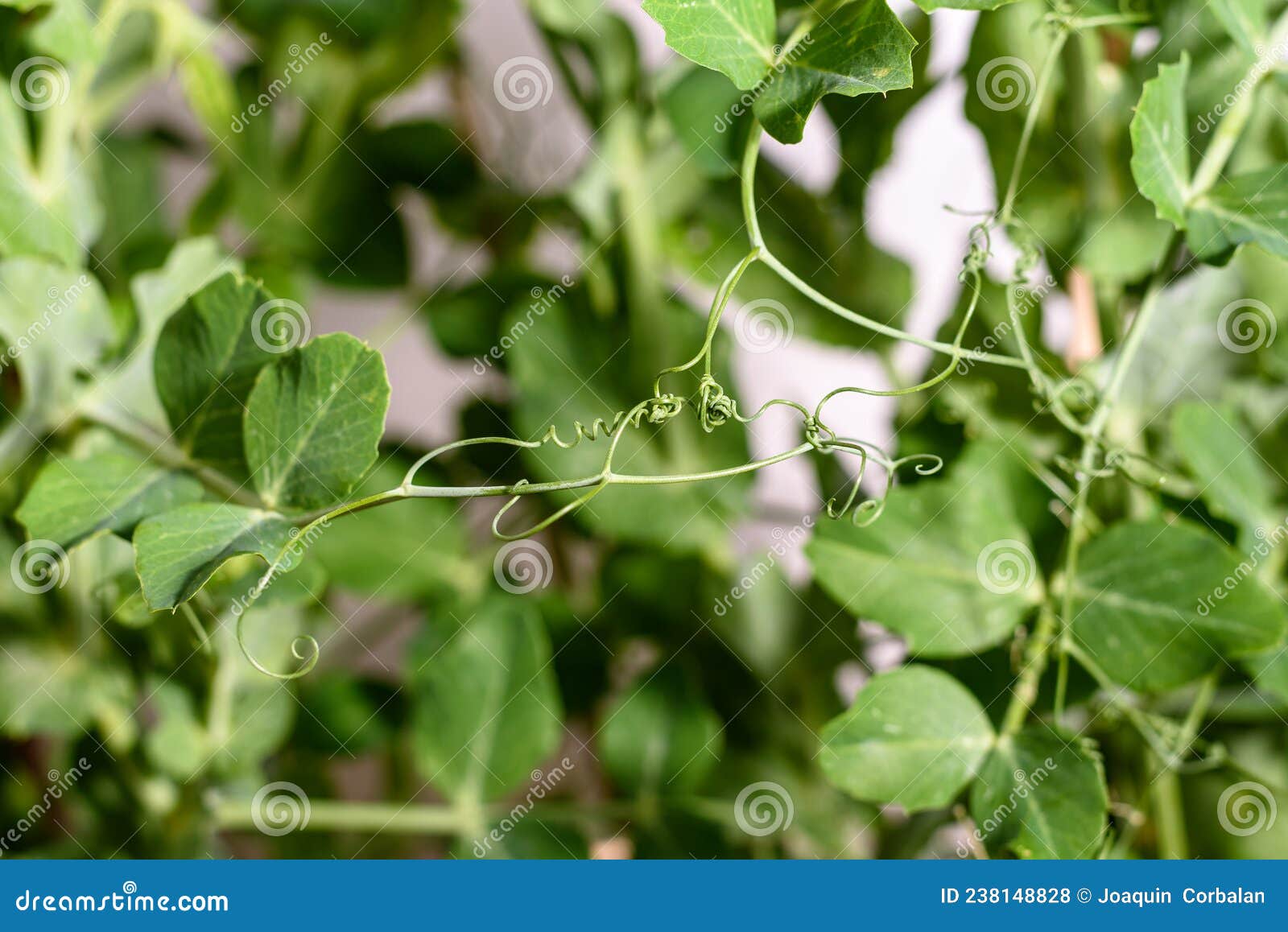 Tendrils of Pea Plants Tangled Together Stock Photo - Image of closeup ...