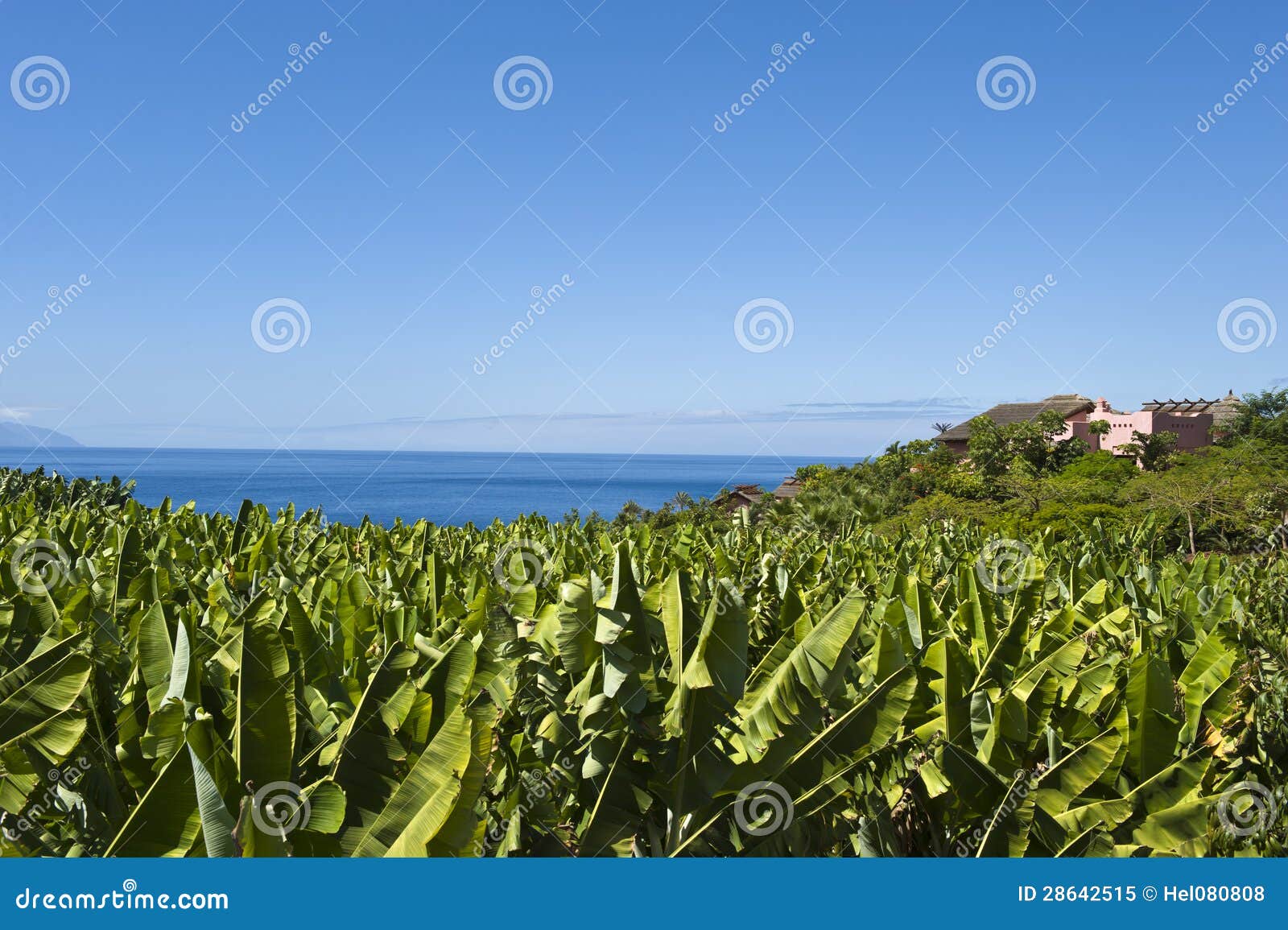 Tenerife - Banana Plantation, Ocean and Blue Sky Stock Image - Image of ...