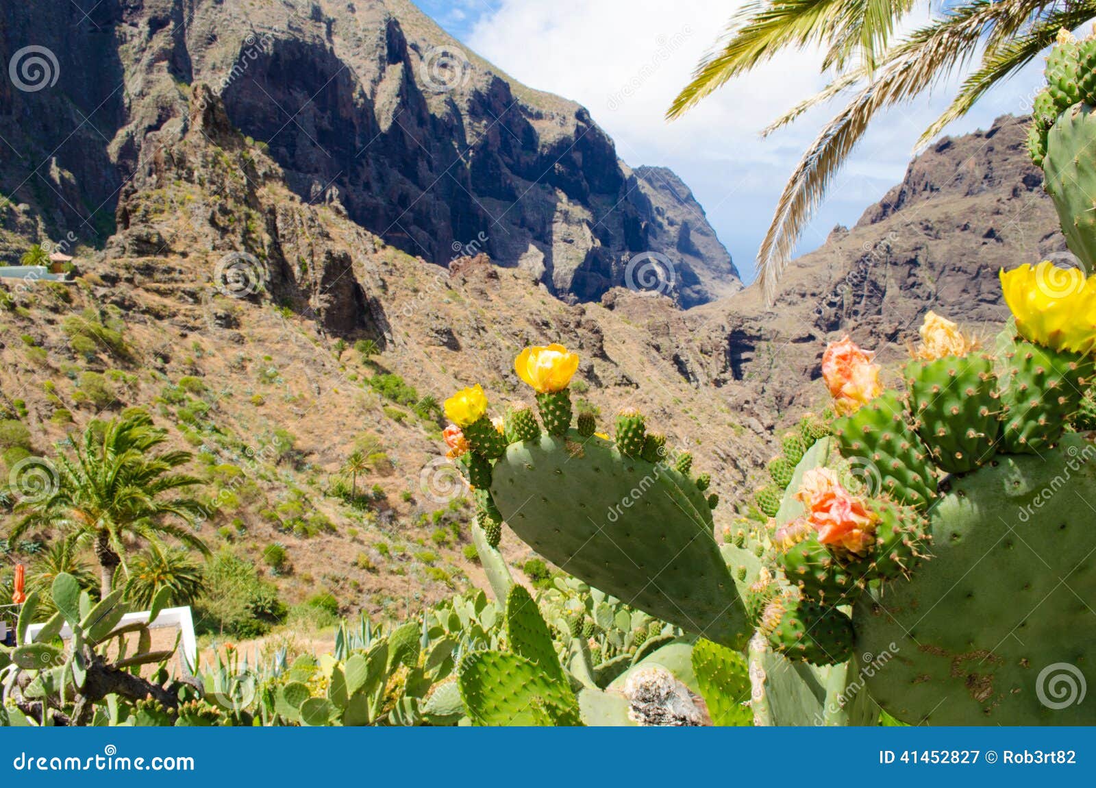 Tenerife - Masca Valley with Cactus and Palms View Stock Image - Image ...