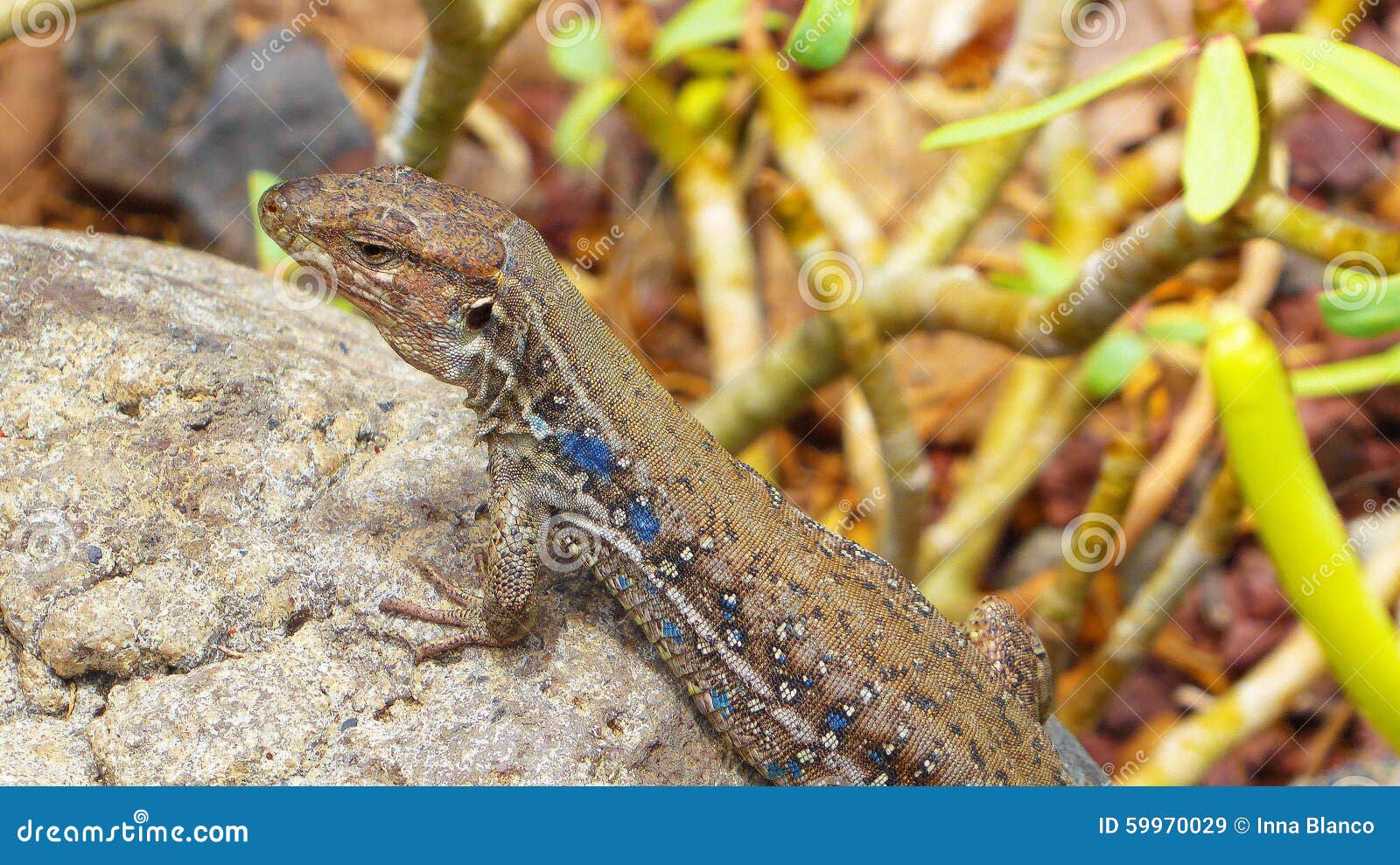 Tenerife Nature - Close View of a Lizard Stock Image - Image of mouth ...