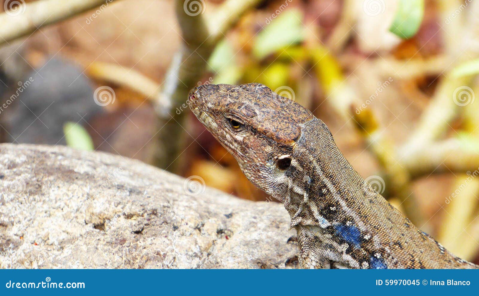 Tenerife Nature - Close View of a Lizard Stock Image - Image of brown ...