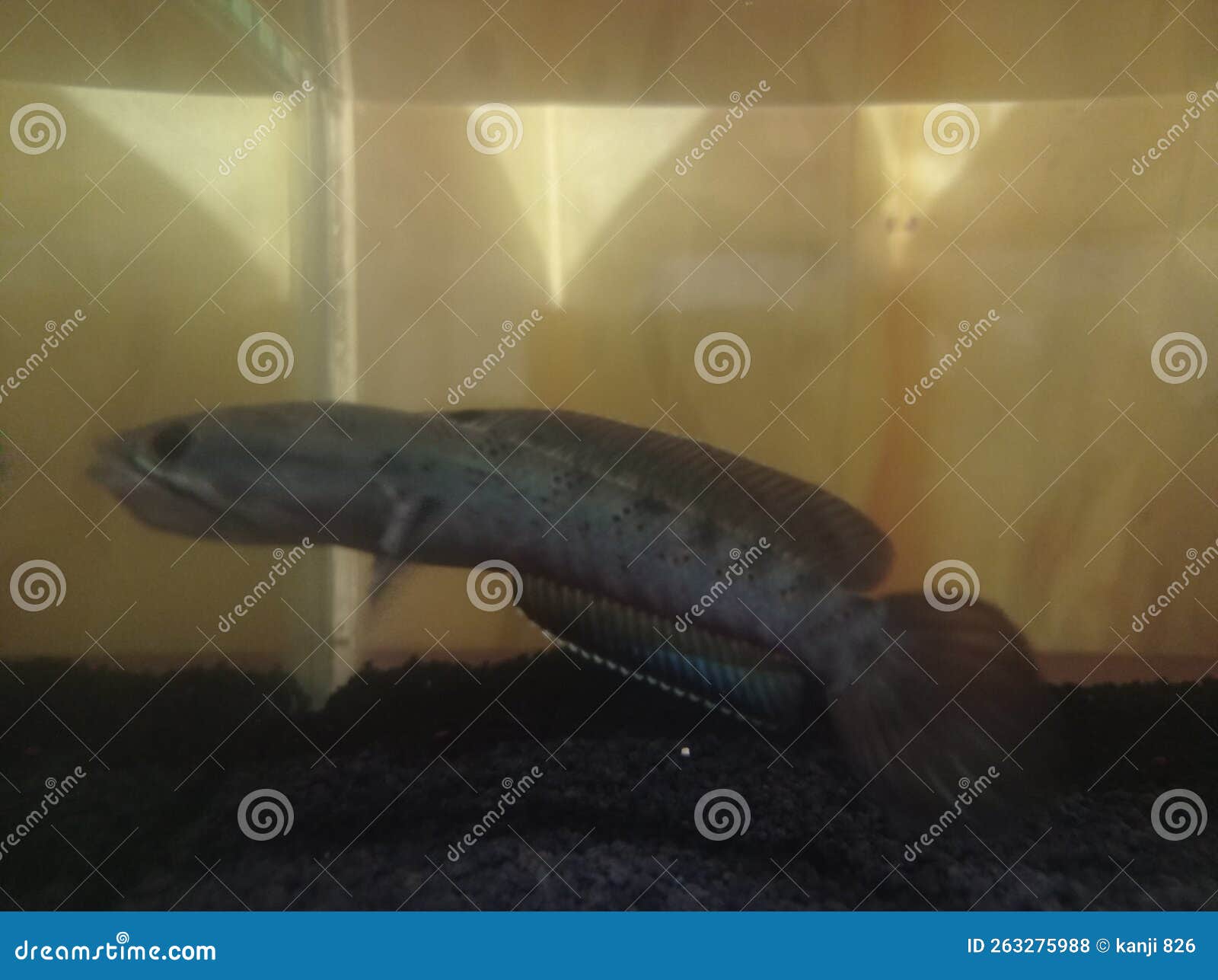 Tengik stock photo. Image of mammal, aquarium, reef - 263275988