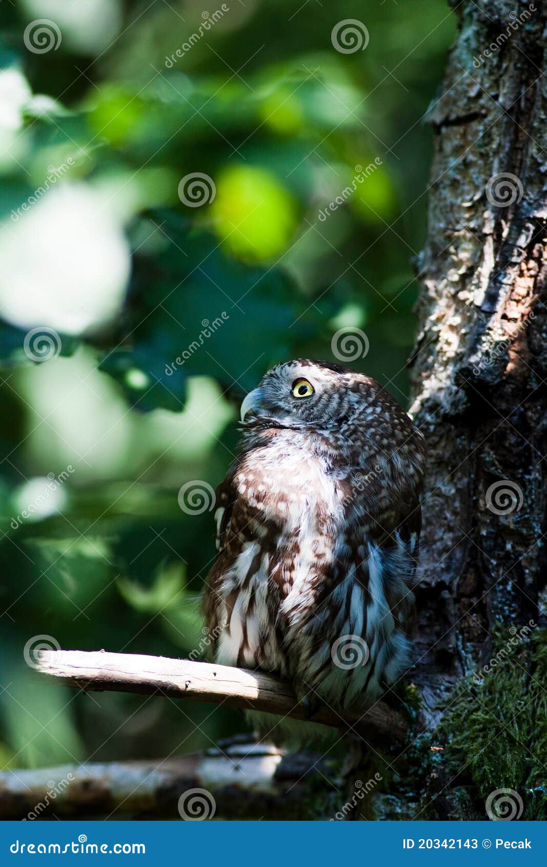 Tengmalm S Owl (Aegolius Funereus) Stock Image - Image of small, minor ...