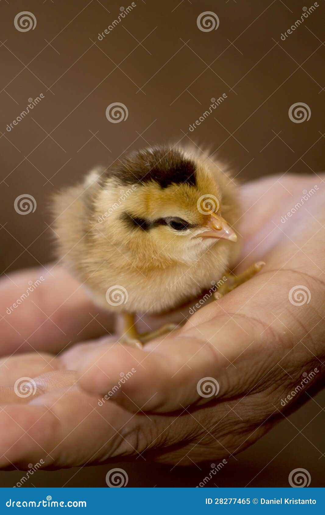 Tenir le poussin mignon image stock. Image du nana, prise - 28277465