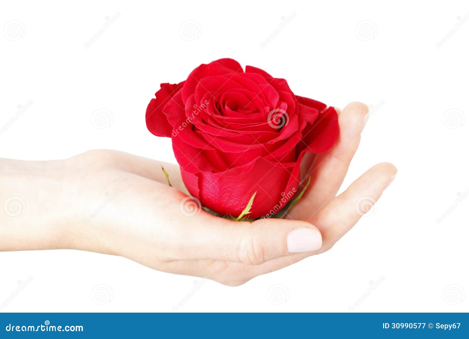 Tenir une rose rouge image stock. Image du cadeau, sélecteur - 30990577