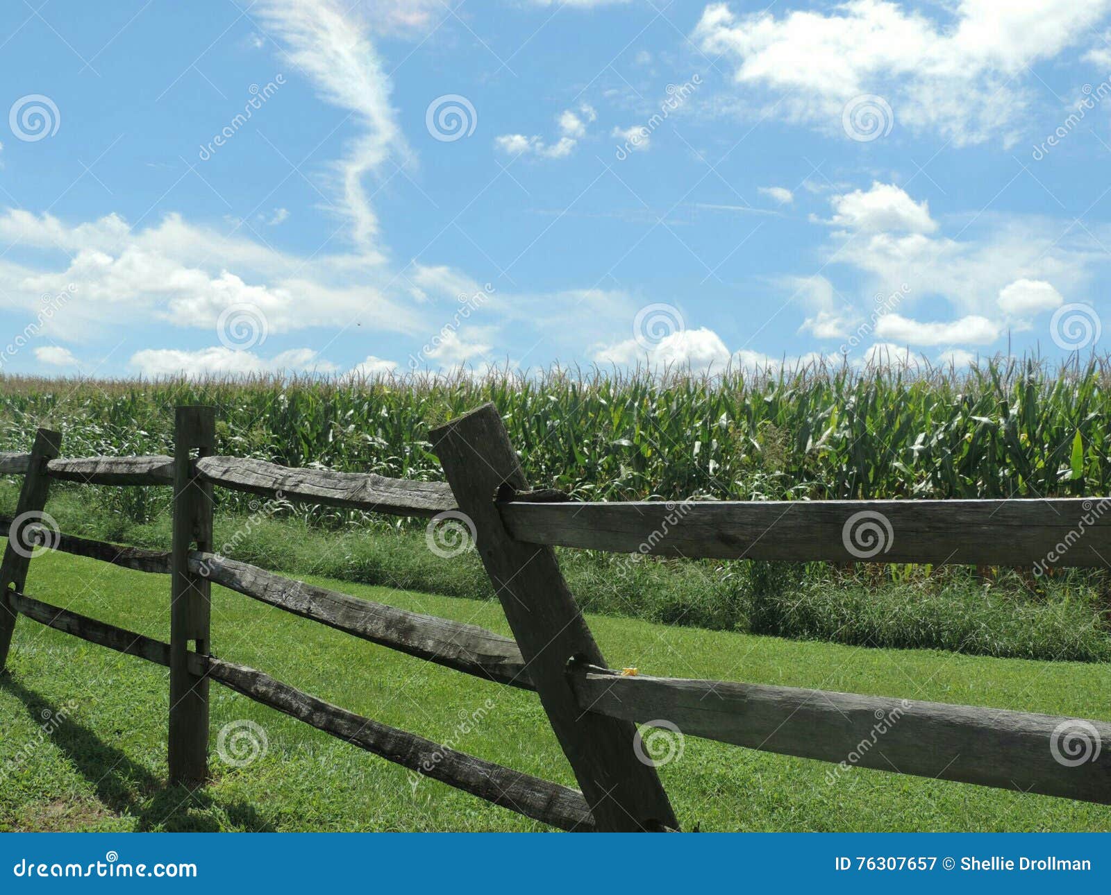 Tennessee Corn Fields Encircled by Rustic Fence an Blue Stock Image ...