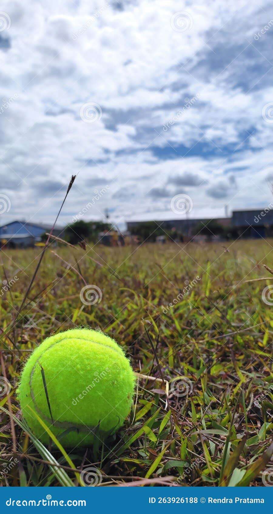 A Tennis Ball on the Grass at Noon Stock Photo - Image of noon, ball ...