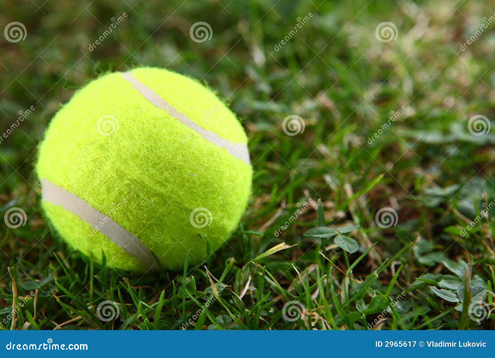 Tennis ball on green grass stock image. Image of competition - 2965617