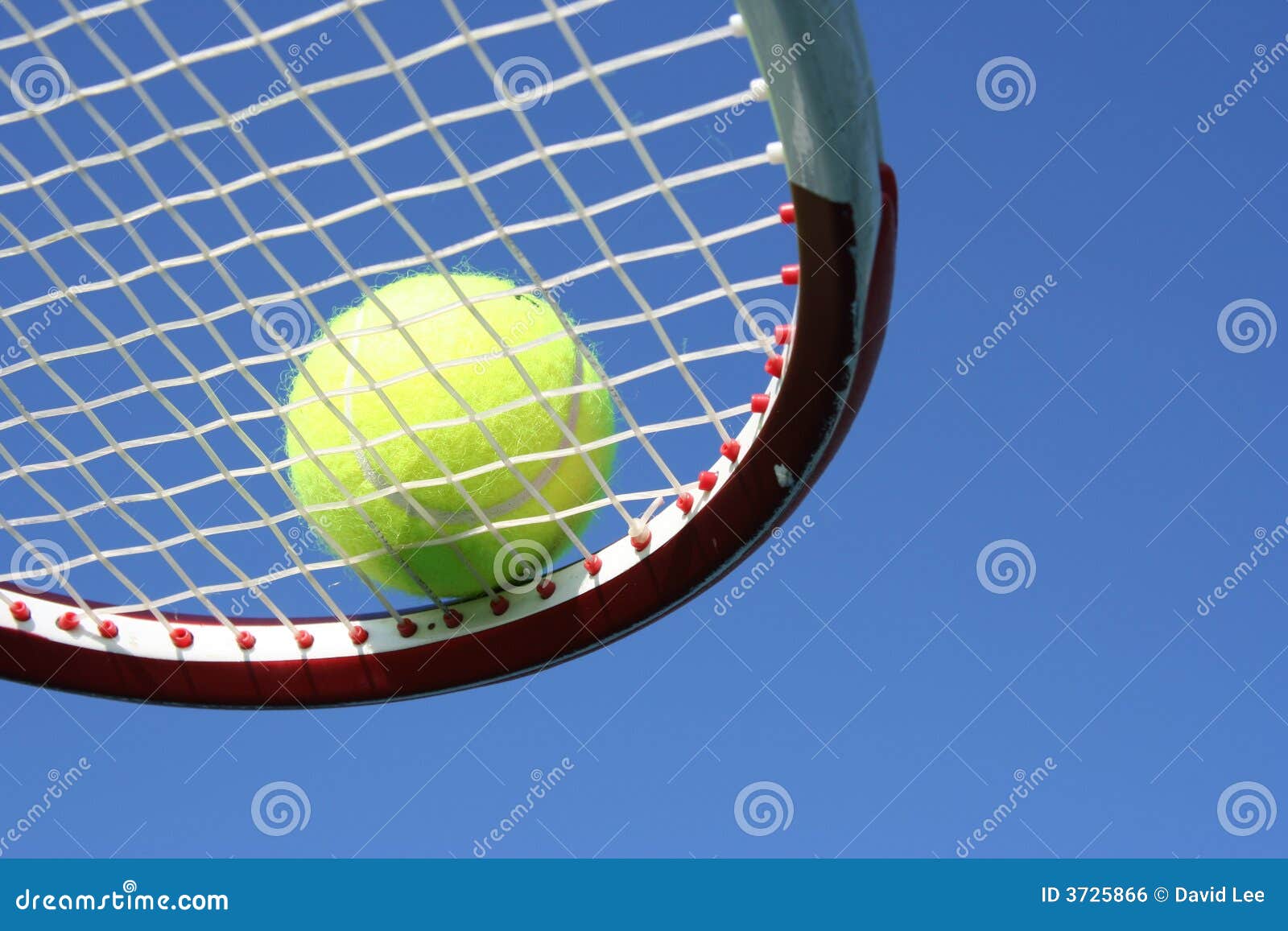 Tennis Ball in Racket stock photo. Image of sport, line - 3725866