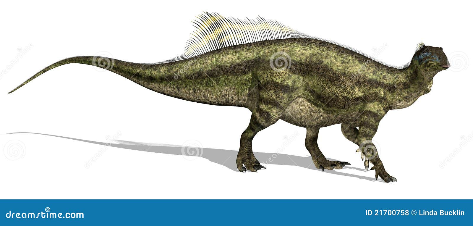 Tenontosaurus Dinosaur stock illustration. Illustration of fossil ...