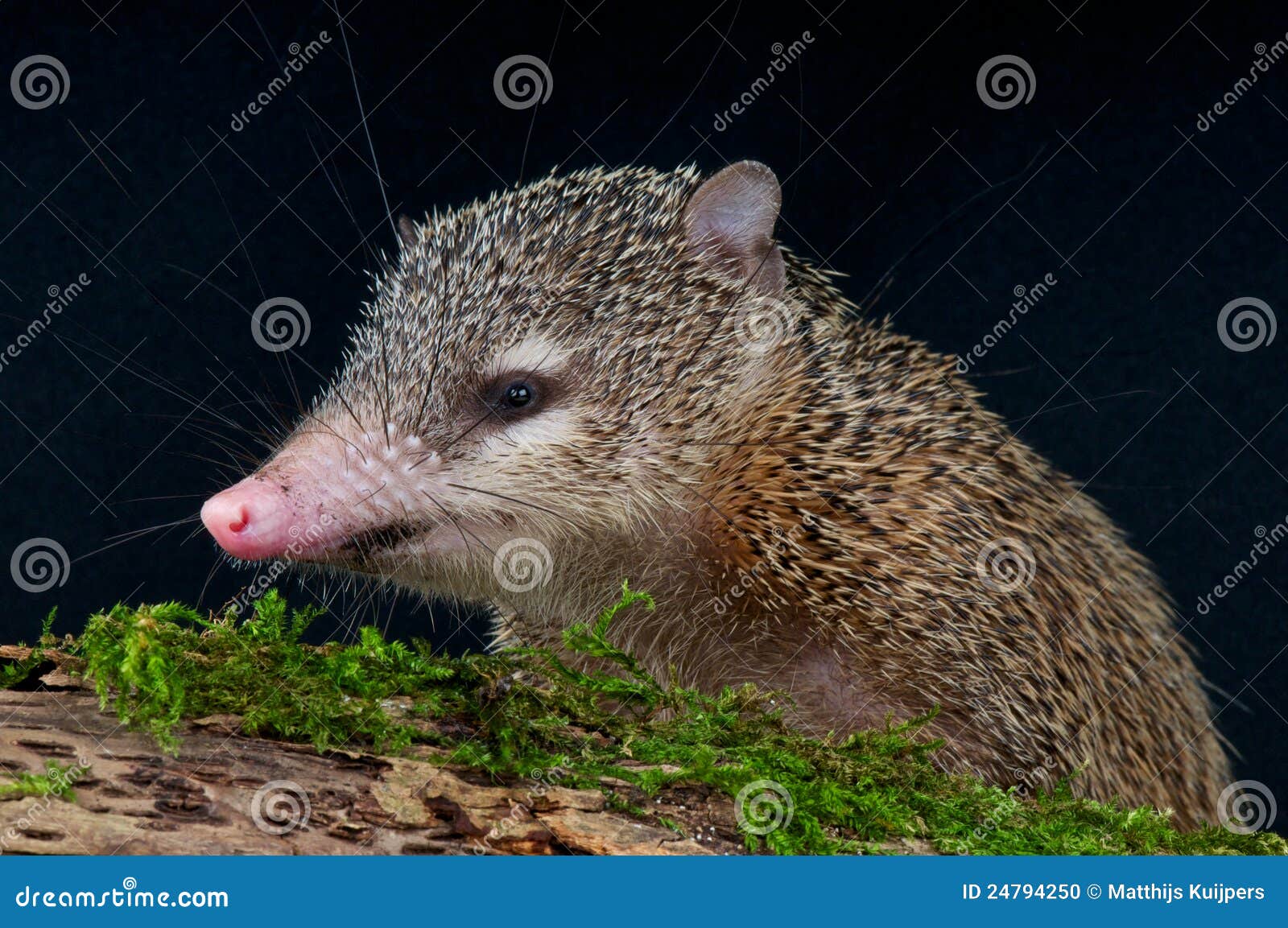 Tenrec stock photo. Image of tenrec, insectivore, wildlife - 24794250
