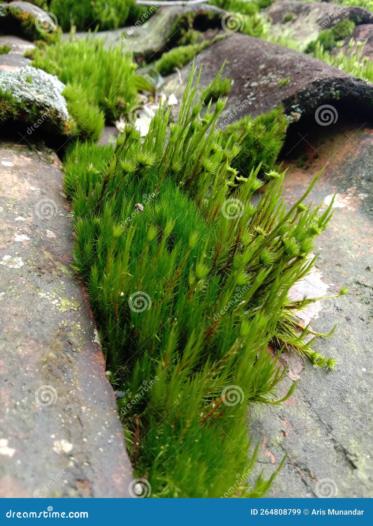 Tens of Years Old Moss on the Tile Stock Image - Image of tile, moss ...
