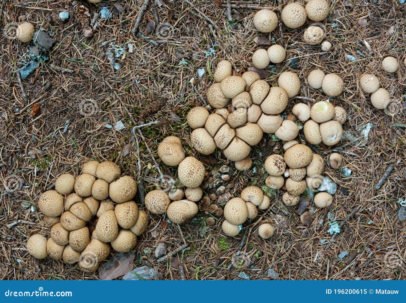 Forest Soil. Seamless Texture. Stock Photo | CartoonDealer.com #30280320