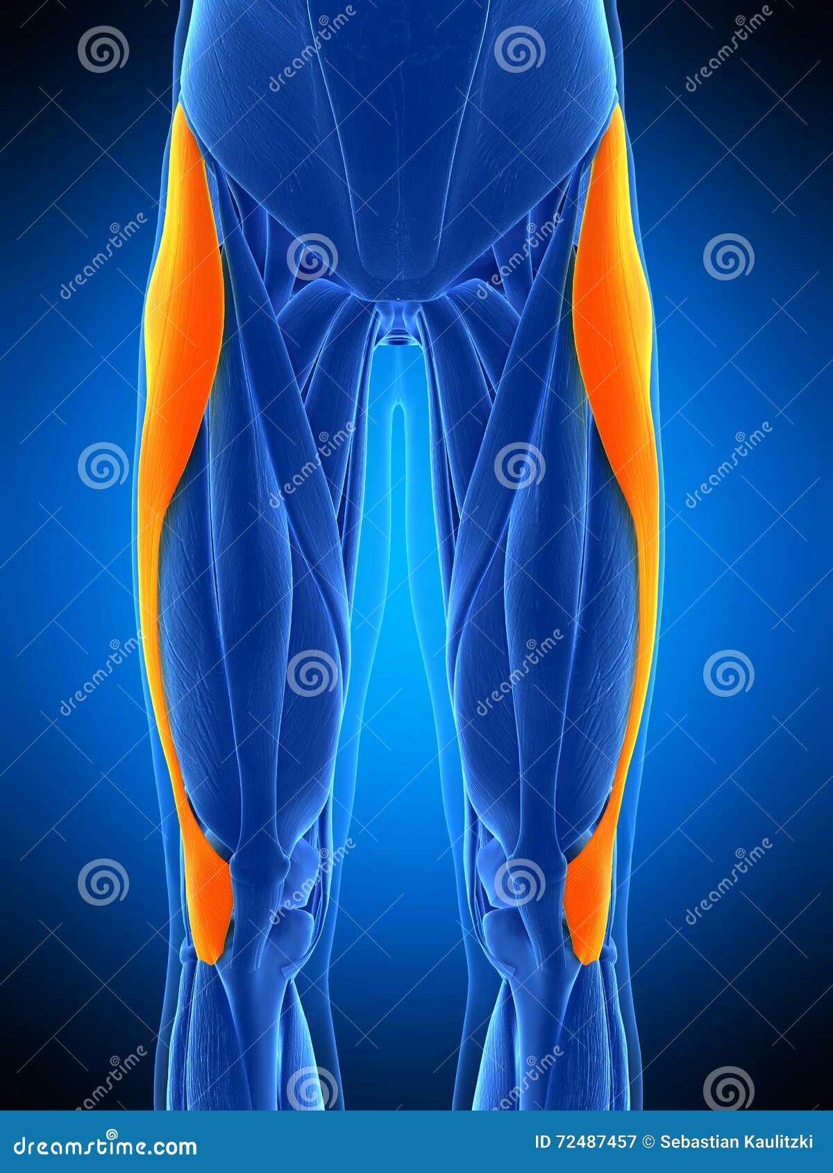 The Tensor Fascia Lata Royalty-Free Cartoon | CartoonDealer.com #157611845