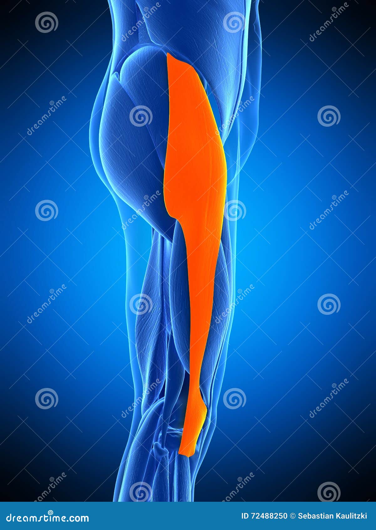 The tensor fascia lata stock illustration. Illustration of knee - 72488250