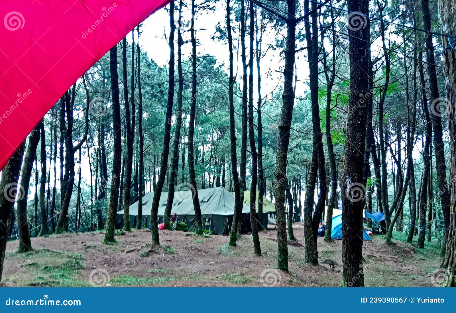 Tent Camping Under a Pine Tree in the Forest Stock Image - Image of ...