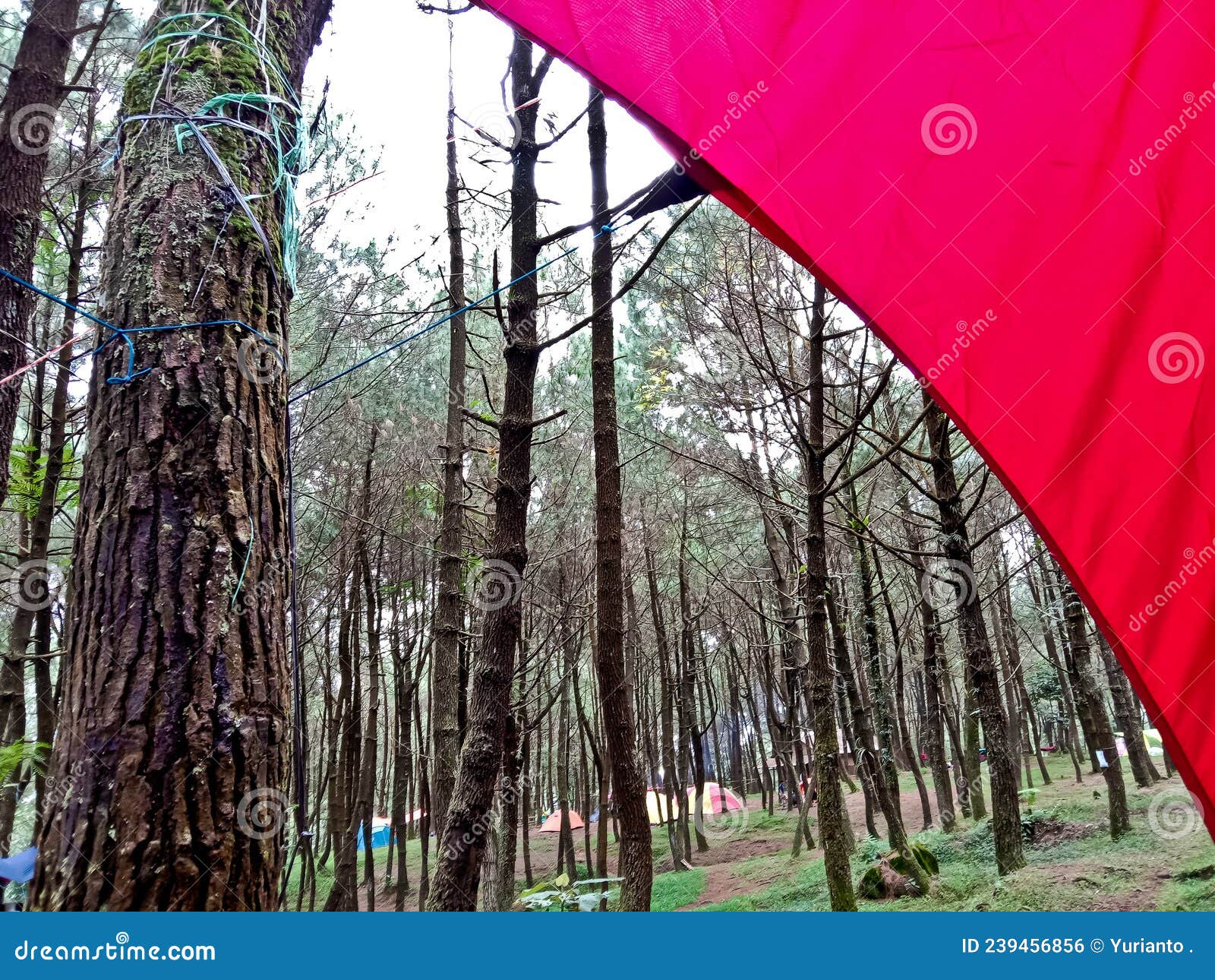 Tent Camping Under a Pine Tree in the Forest Stock Photo - Image of ...