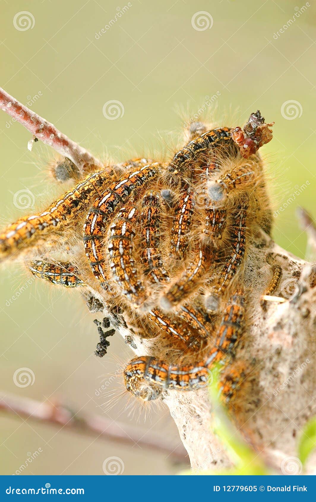 Tent Caterpillar stock image. Image of furry, californicum - 12779605