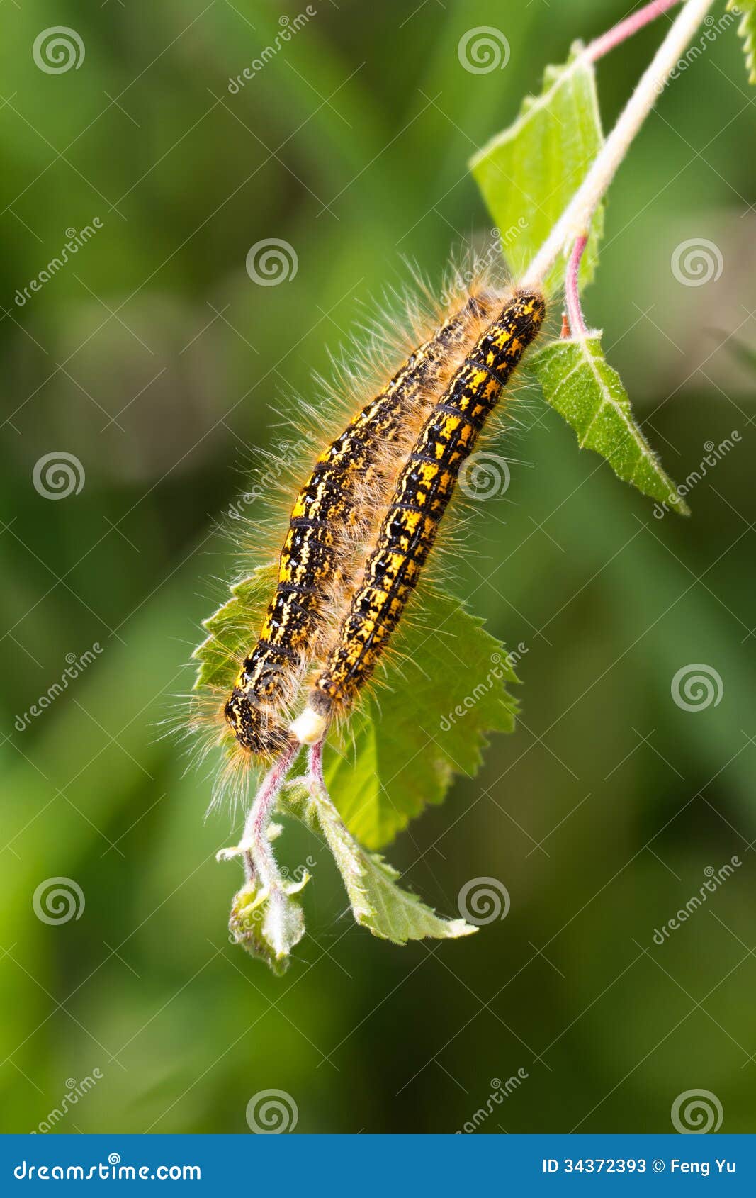 Tent caterpillar stock image. Image of tree, tent, insect - 34372393
