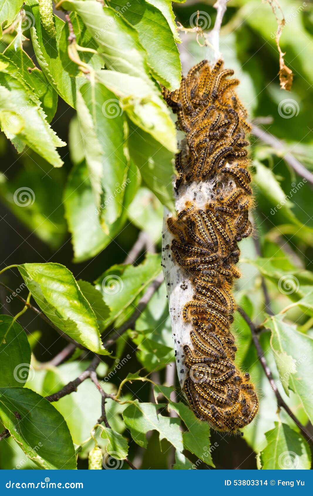 Tent caterpillar stock photo. Image of insect, tent, worm - 53803314