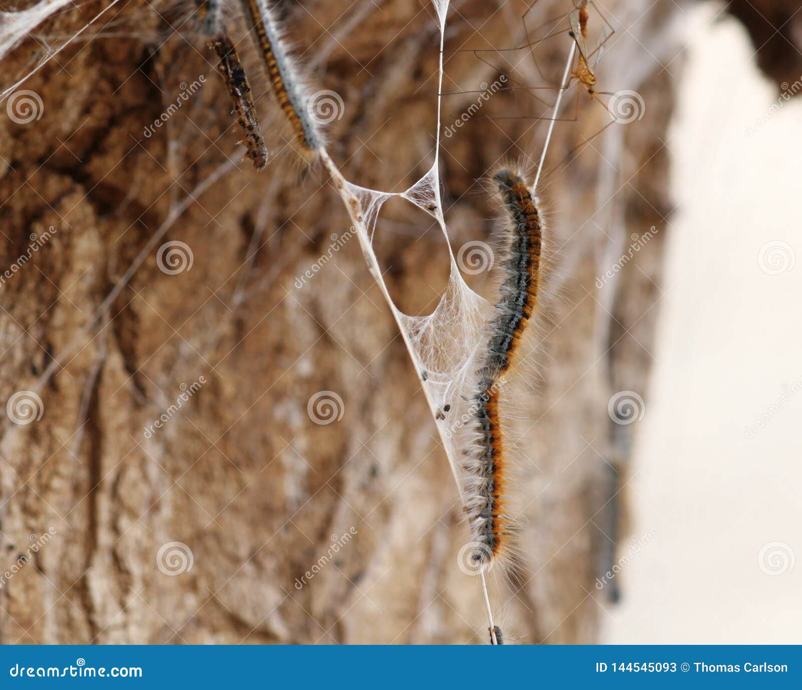 Cocoon Of Caterpillars In Pine Needles Royalty-Free Stock Photography ...