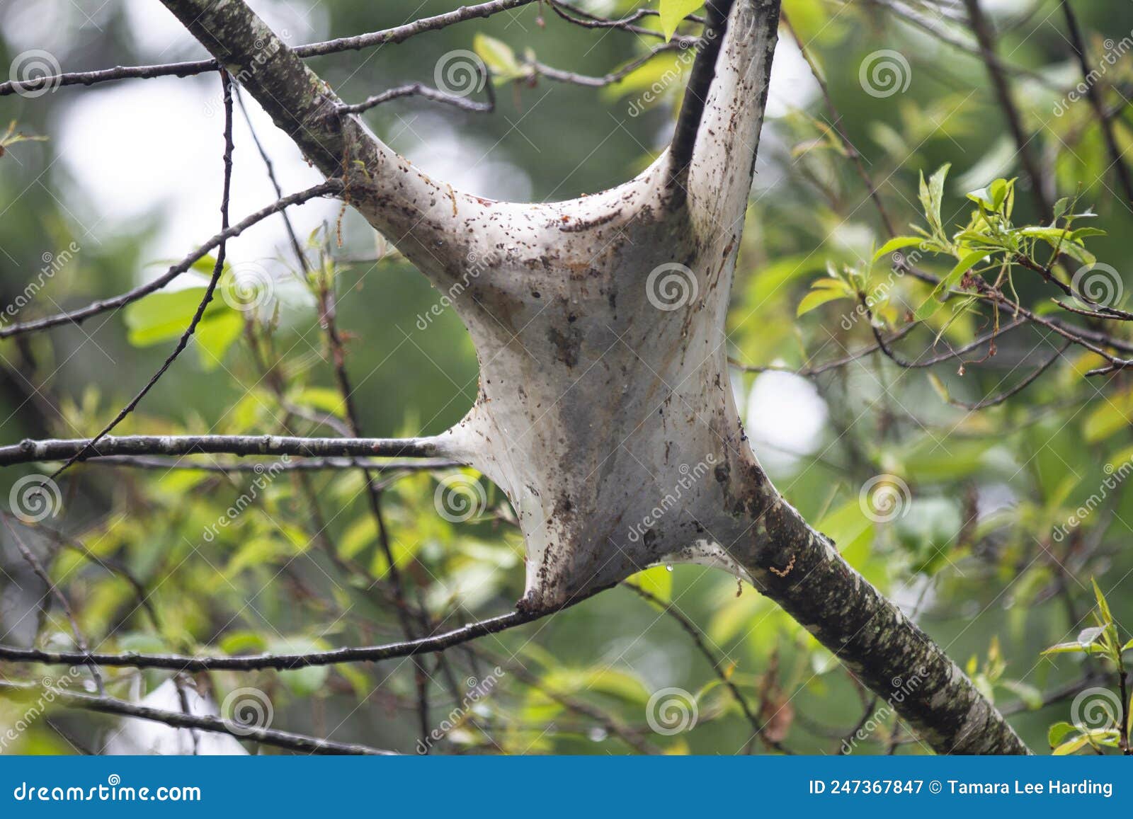Tent Caterpillars Webworm In A Wild Cherry Tree Stock Image Image Of Fruit Pest 247367847