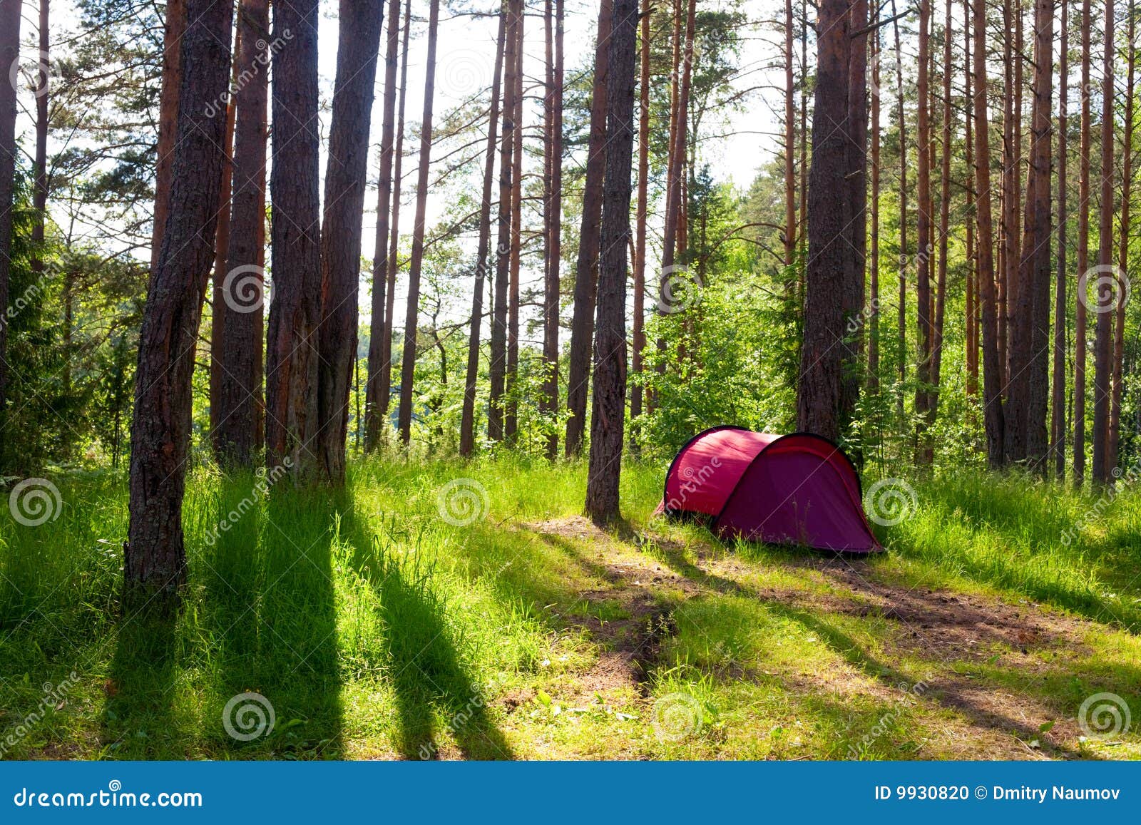 Tent in a forest stock photo. Image of equipment, recreational - 9930820