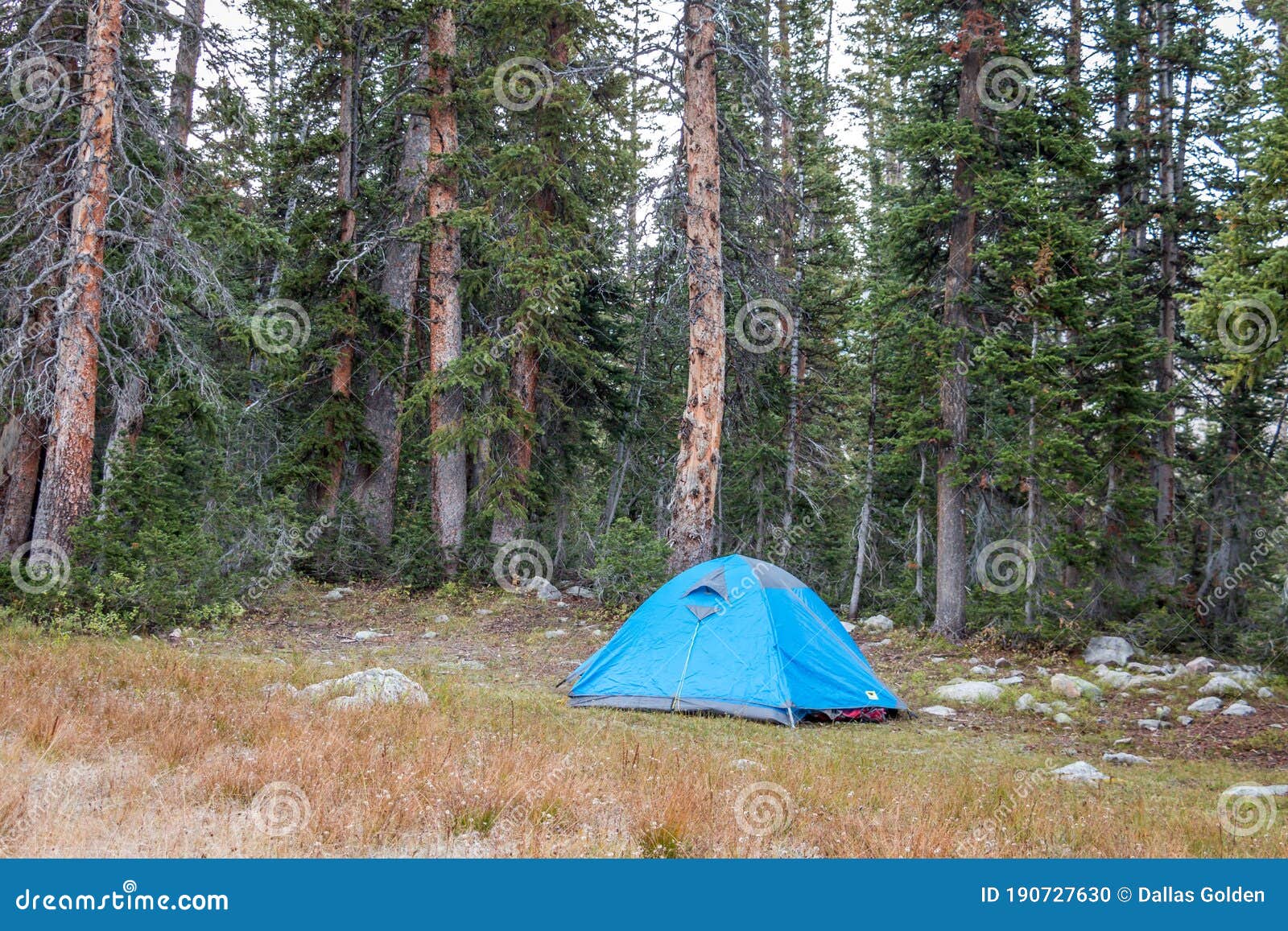 Blue Camping Tent in the Forest Stock Photo - Image of trees, woods ...