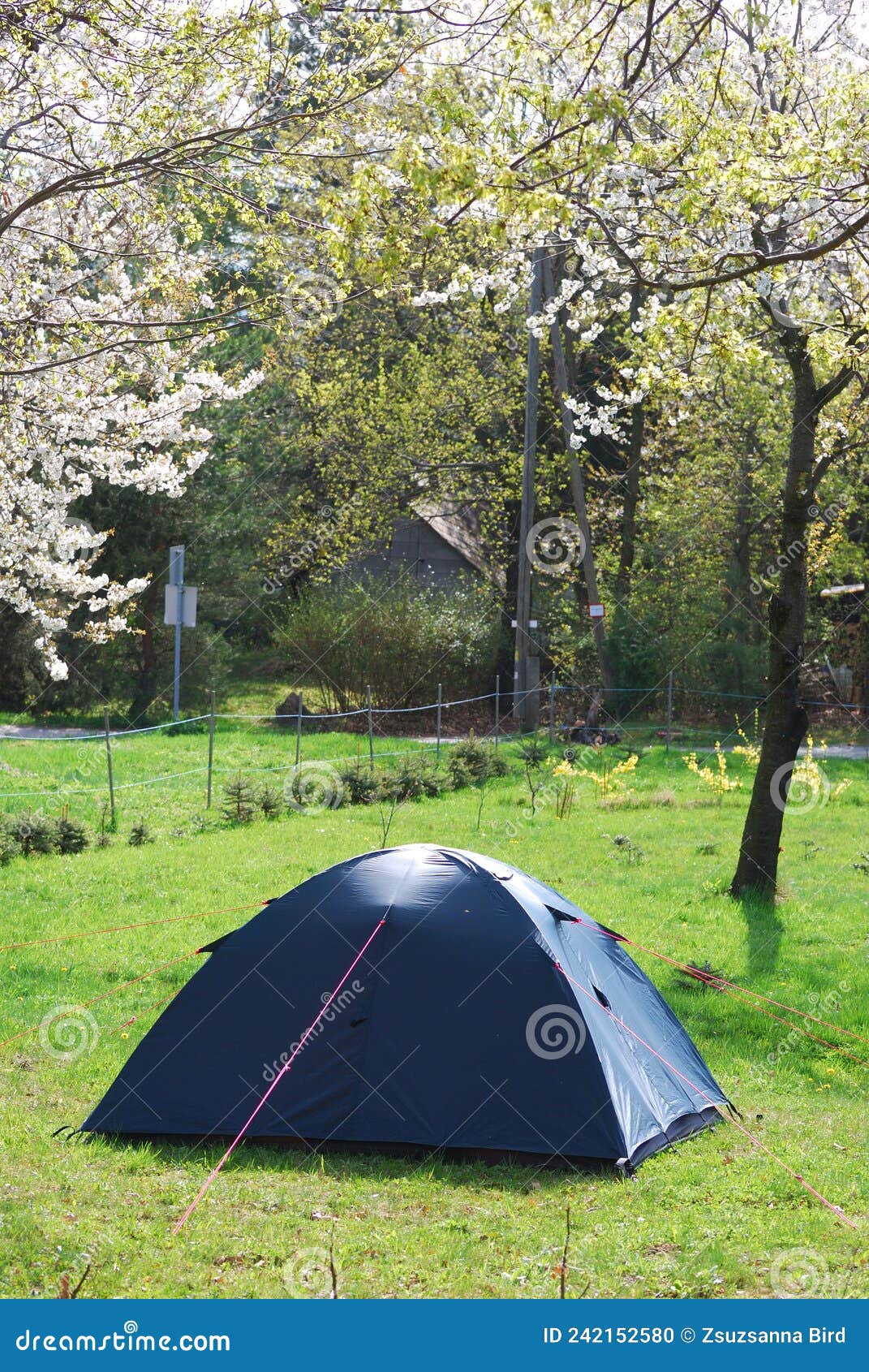 Tent Set Up in Sunny Spring Weather Stock Photo - Image of freedom ...