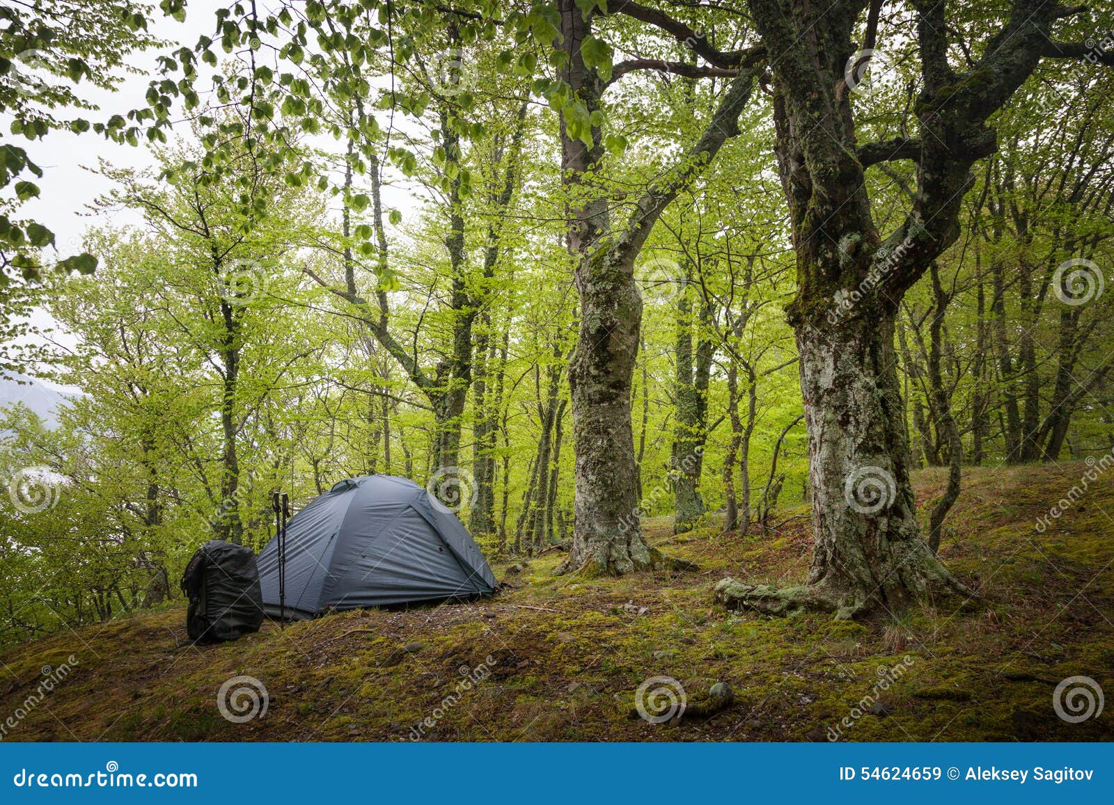 Tent in the spring forest stock image. Image of gear - 54624659
